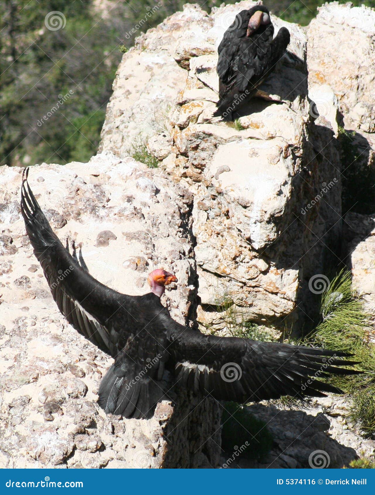 A Pair of Condors stock photo. Image of rare, majestic - 5374116
