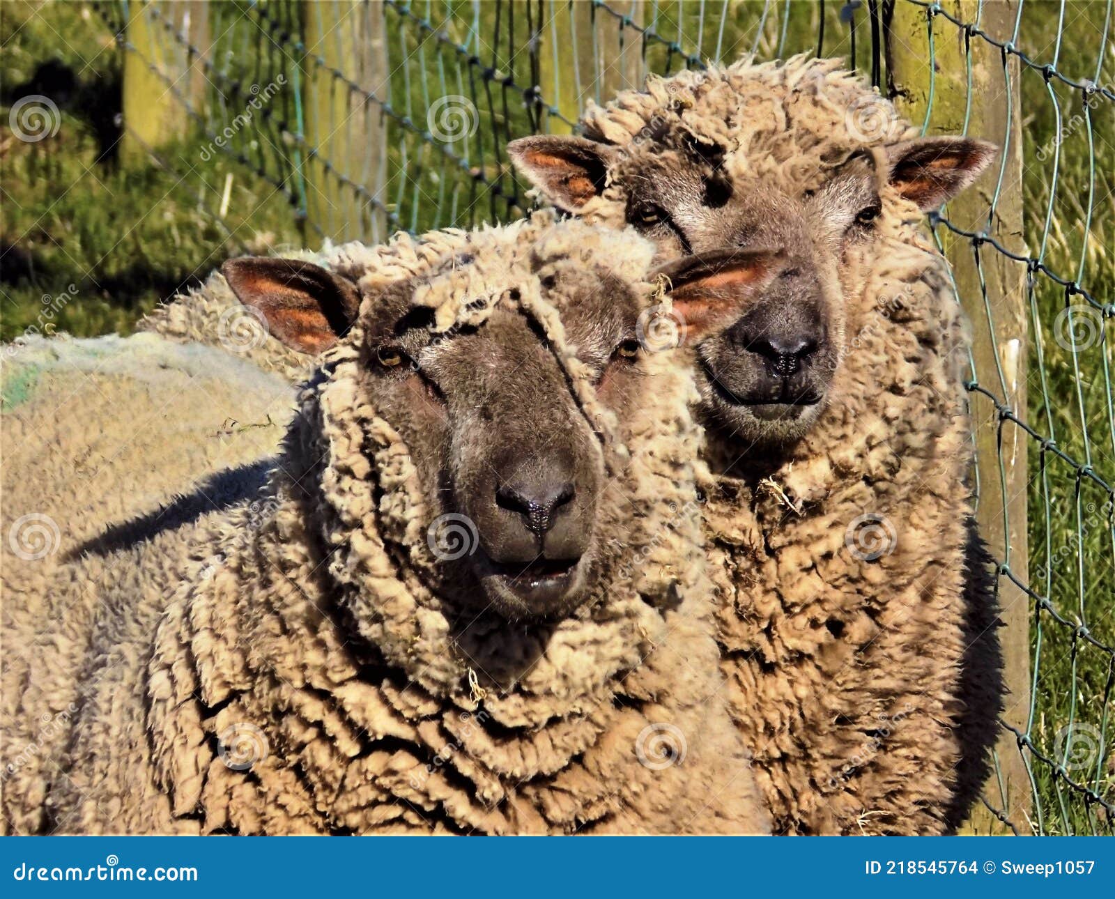 A Pair of Contented Sheep @ Crookham, Northumberland, England Editorial ...