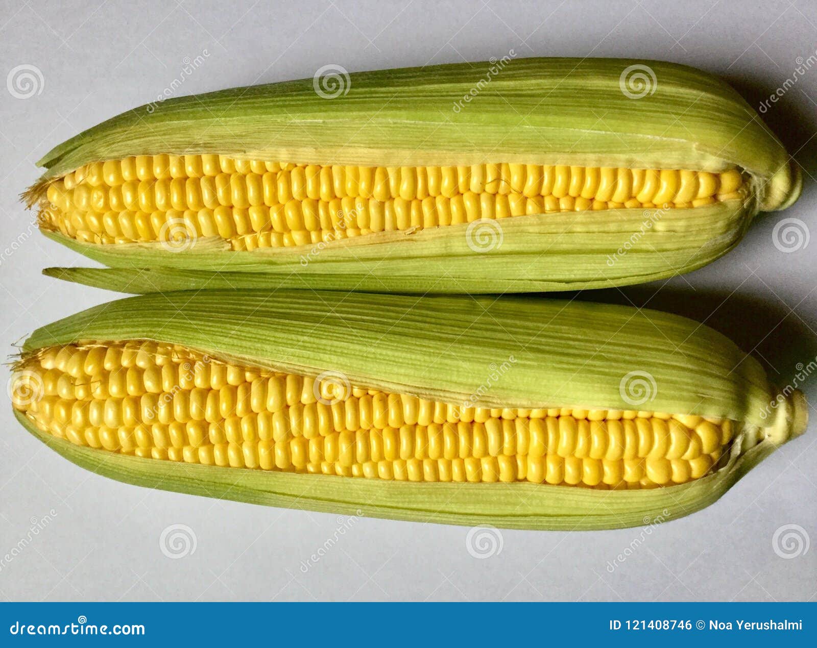 Pair of Corn Cobs. stock photo. Image of corncob, cobs - 121408746