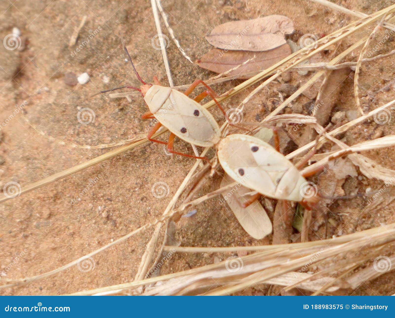 Pair of Cotton Stainer Bugs Mating Stock Image - Image of cotton ...