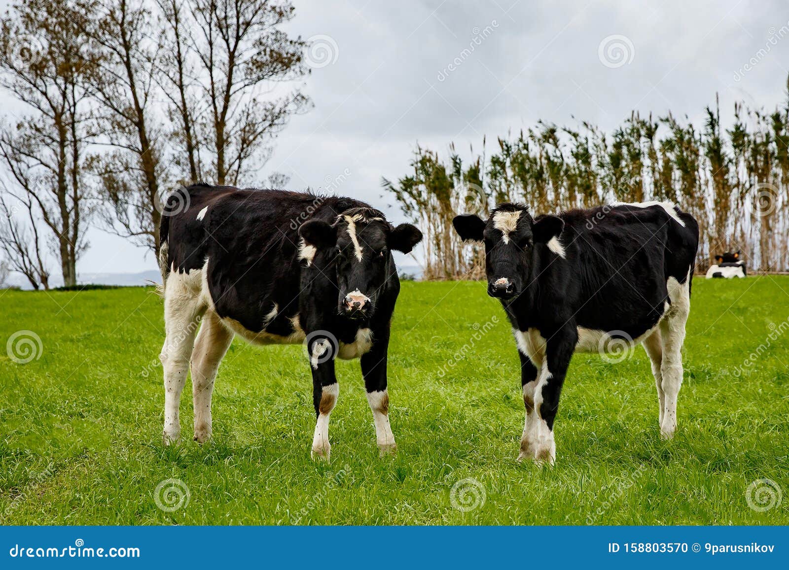 A Pair of Cows on a Green Meadow Stock Photo - Image of cattle, dairy ...
