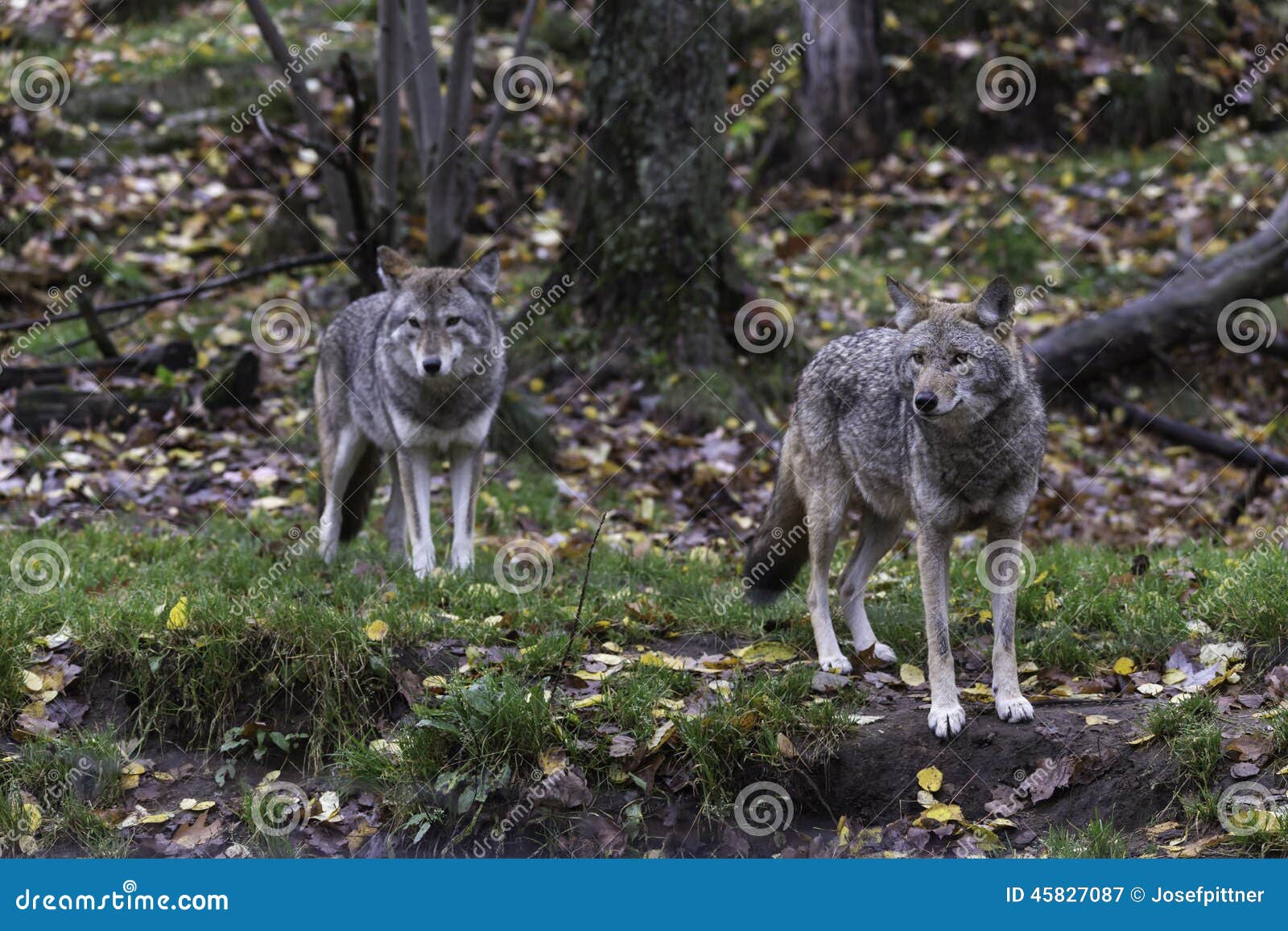 Pair of Coyotes in Fall, Forest Environment Stock Image - Image of ...