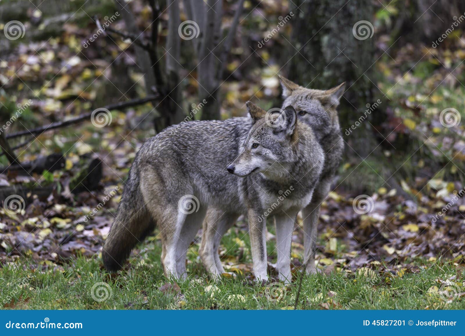 Pair of Coyotes in Fall, Forest Environment Stock Image - Image of ...