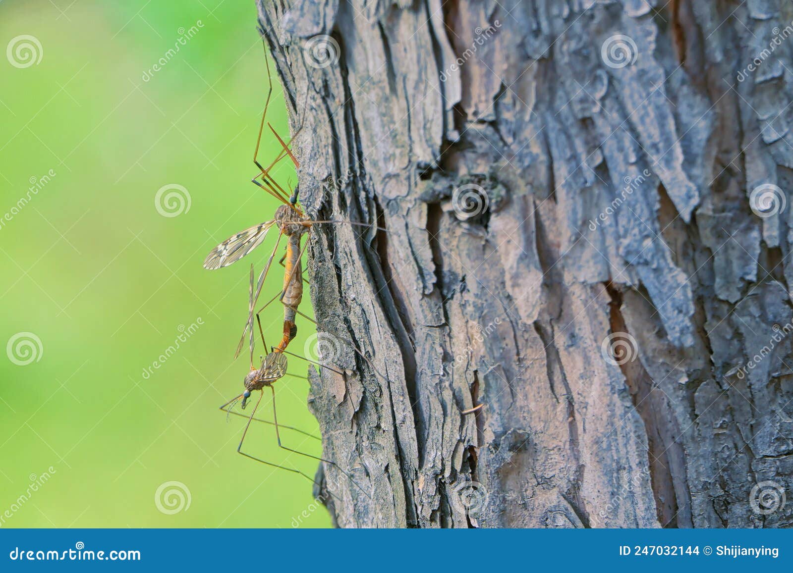 Crane fly stock photo. Image of wildlife, trunk, animals - 247032144