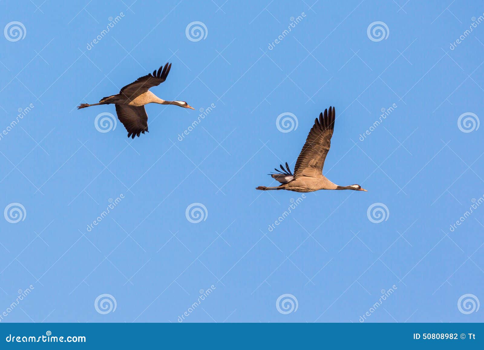 Pair of Crane in Fly the Sky Stock Photo - Image of hornborgasjon ...