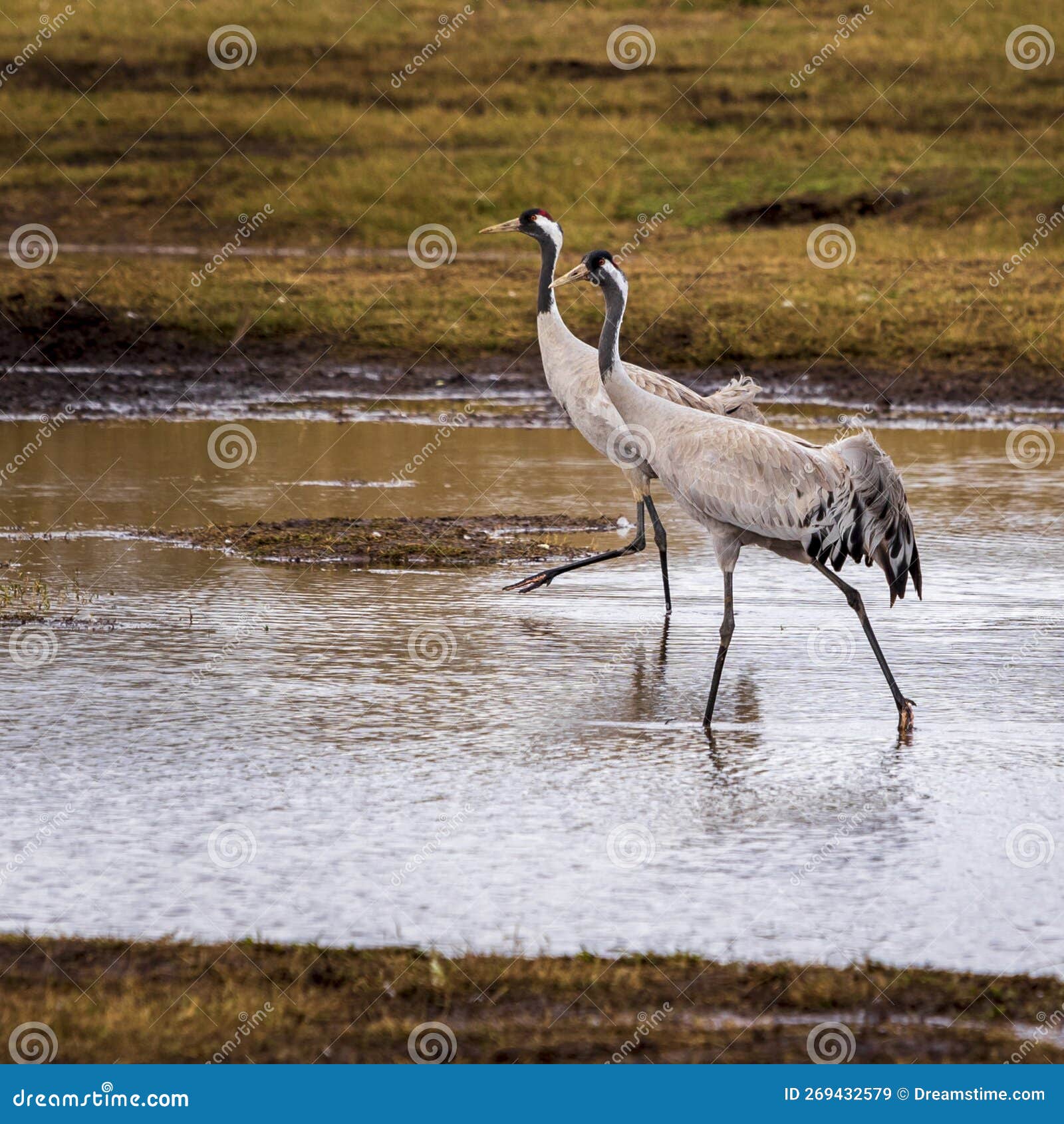 Pair of Cranes Walking in the Swamp Stock Image - Image of israel ...