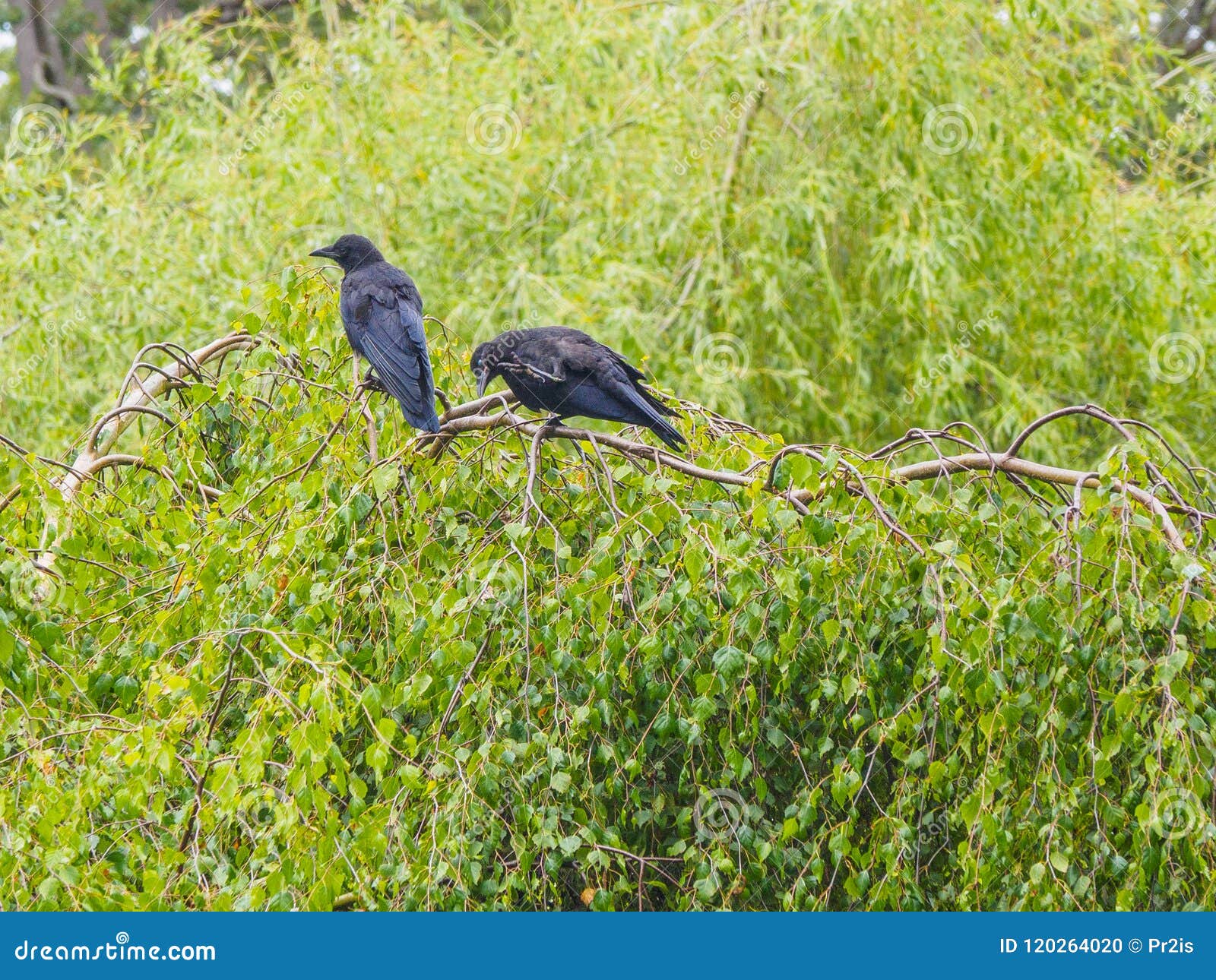 Pair of crows stock photo. Image of monedula, pair, green - 120264020