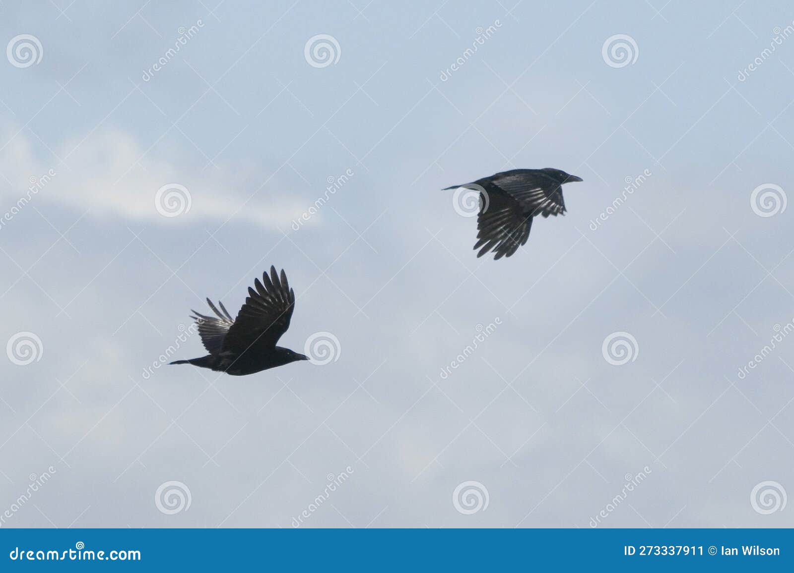 A pair of crows in flight stock image. Image of roof - 273337911