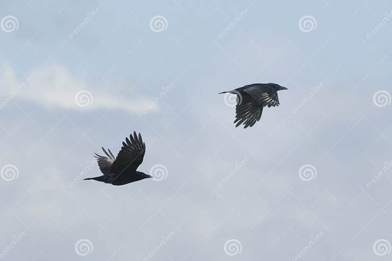 A pair of crows in flight stock image. Image of roof - 273337911