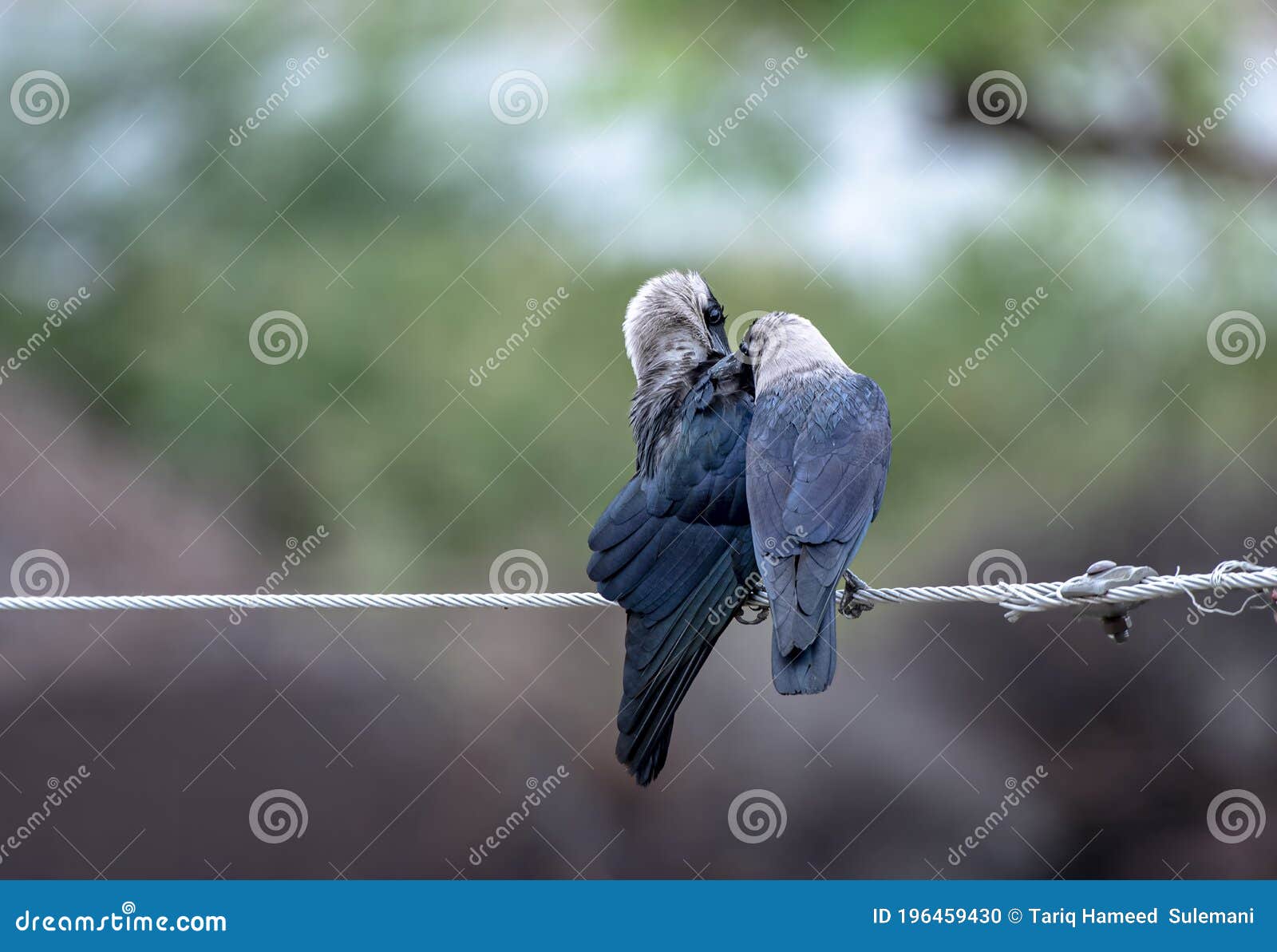 Pair of Crows are Making Love on the Wire after Rain in Punjab Pakistan ...