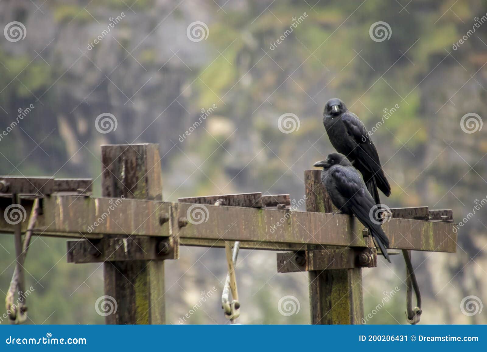 A Pair of Crows Sitting on a Electric Pole Stock Image - Image of light ...