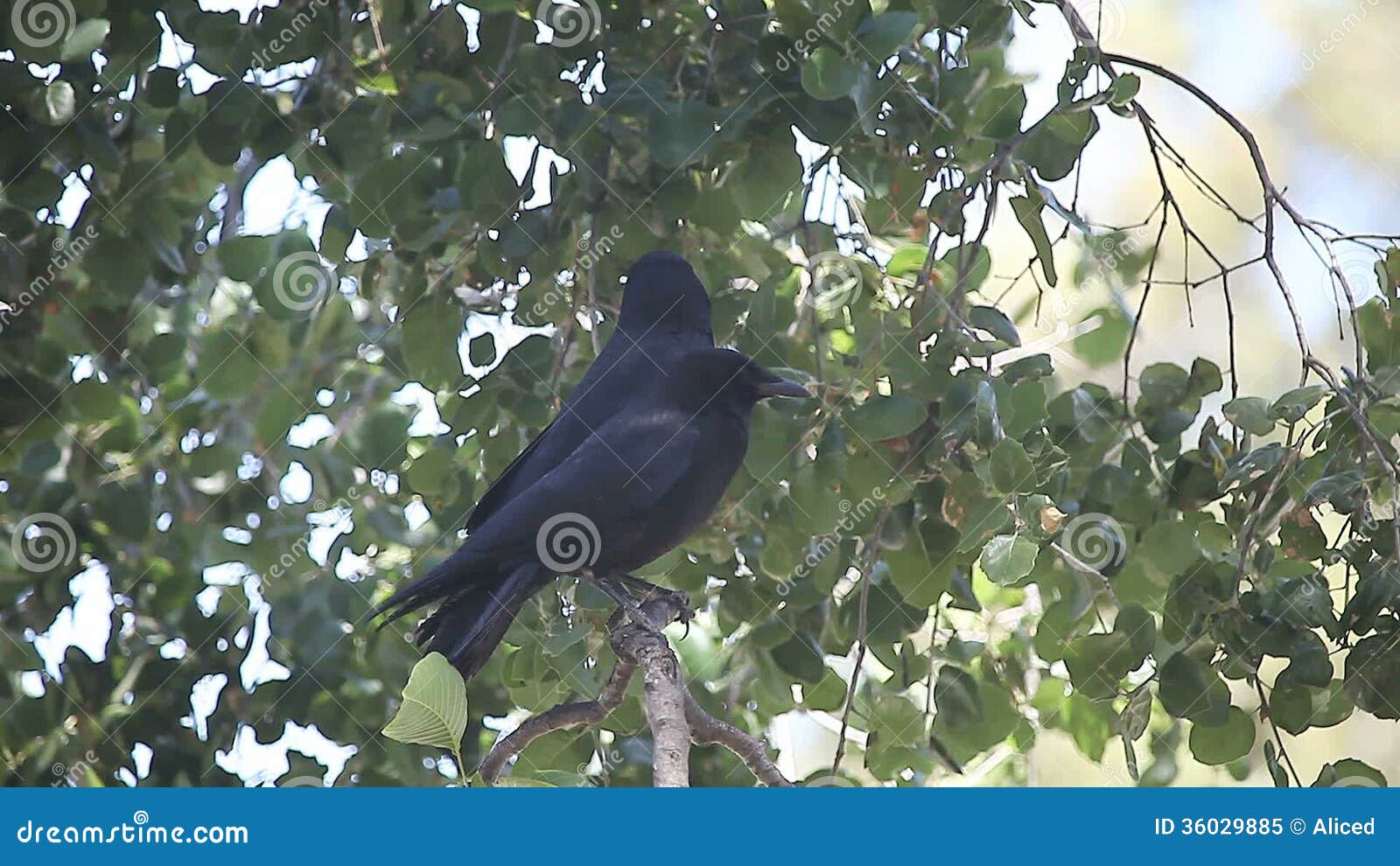 Pair of crows stock video footage. Video of nature, crows - 36029885