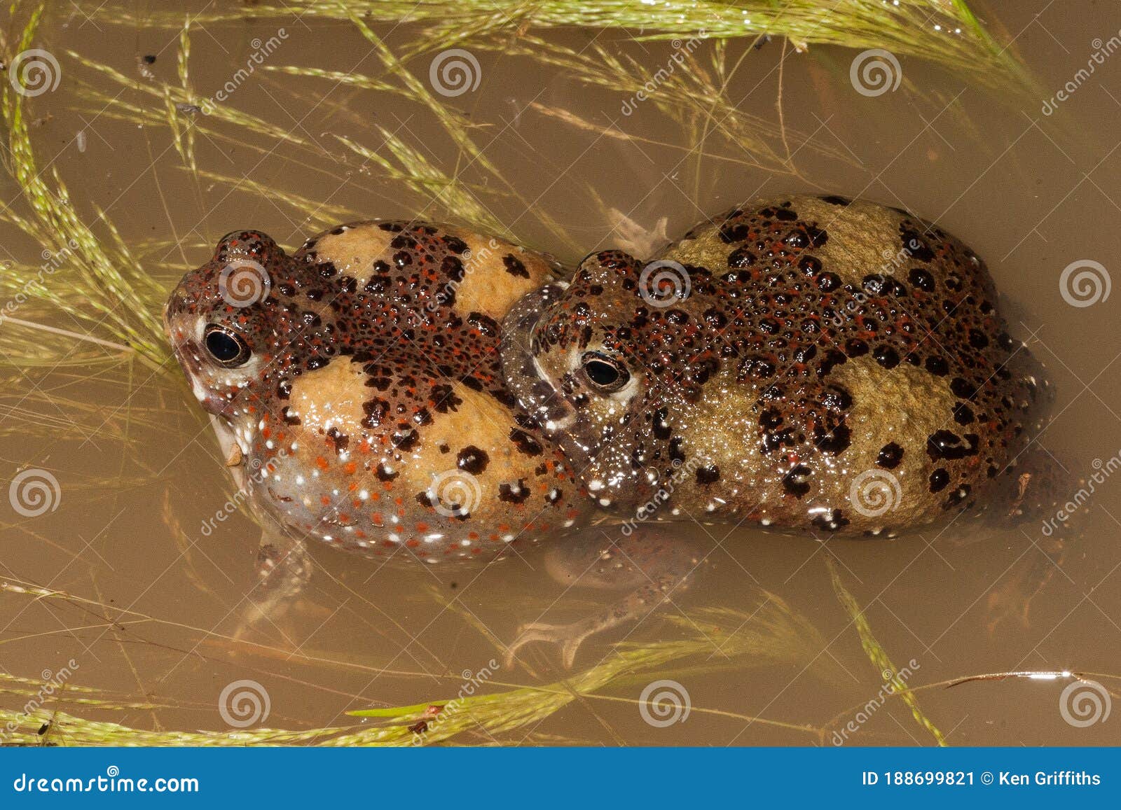 Crucifix Frogs Mating in Water Stock Image - Image of crucifix, water ...