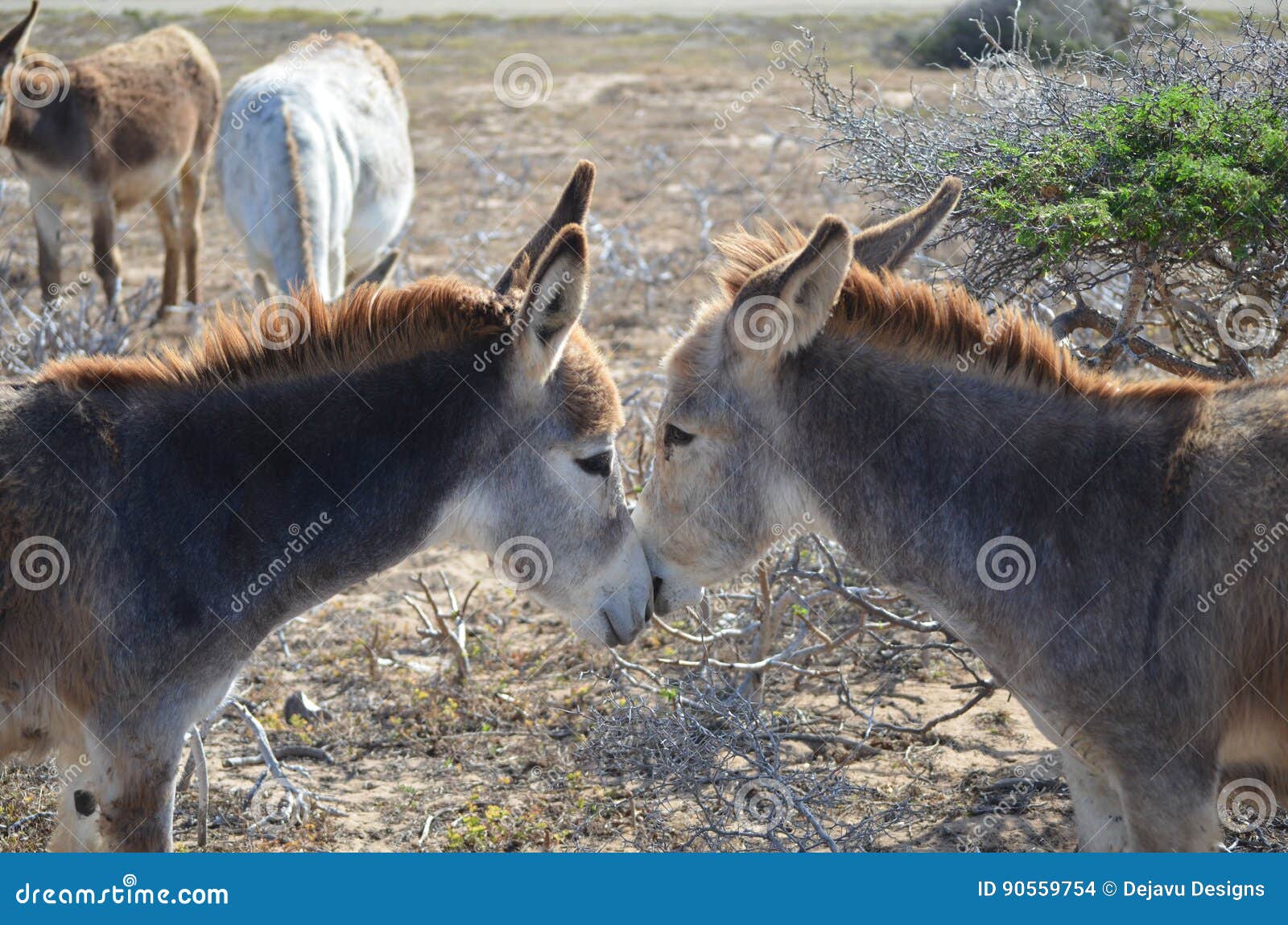 Pair of Cuddling Donkeys in Aruba Stock Photo - Image of south, cuddle ...