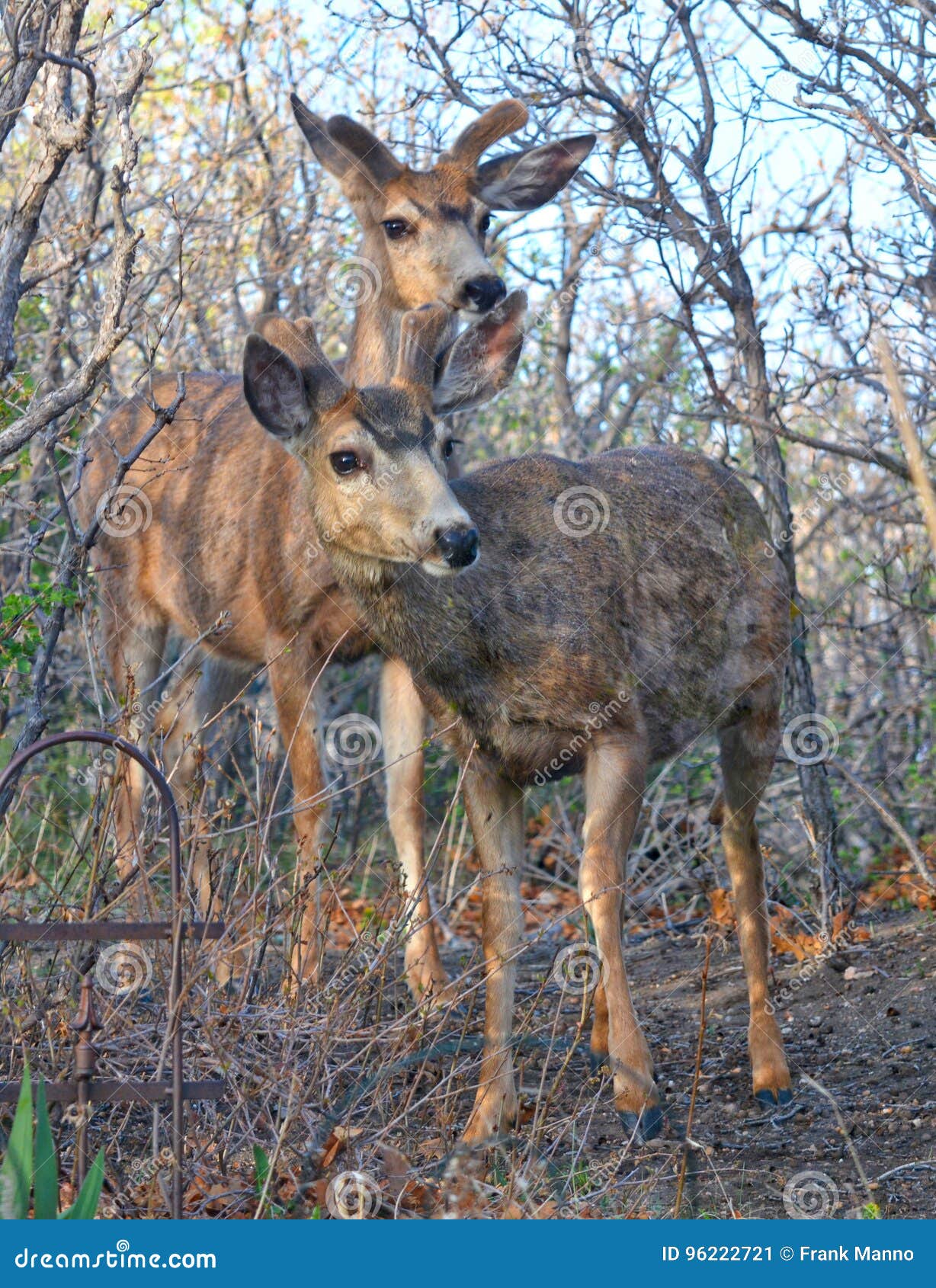 A Pair of Curious Deer in the Forrest with Antlers Stock Image - Image ...