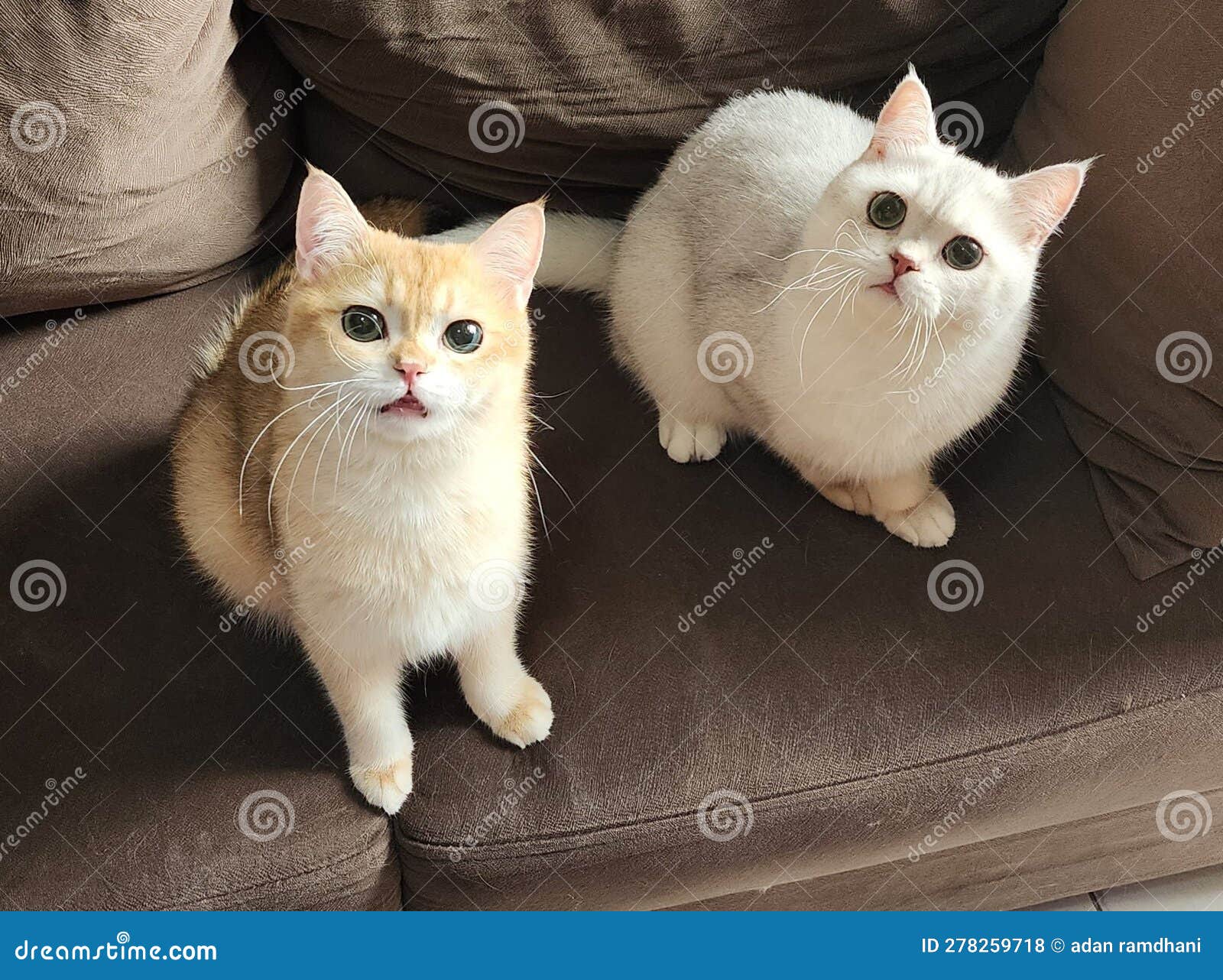 Cat twins stock photo. Image of twins, pair, animals - 278259718