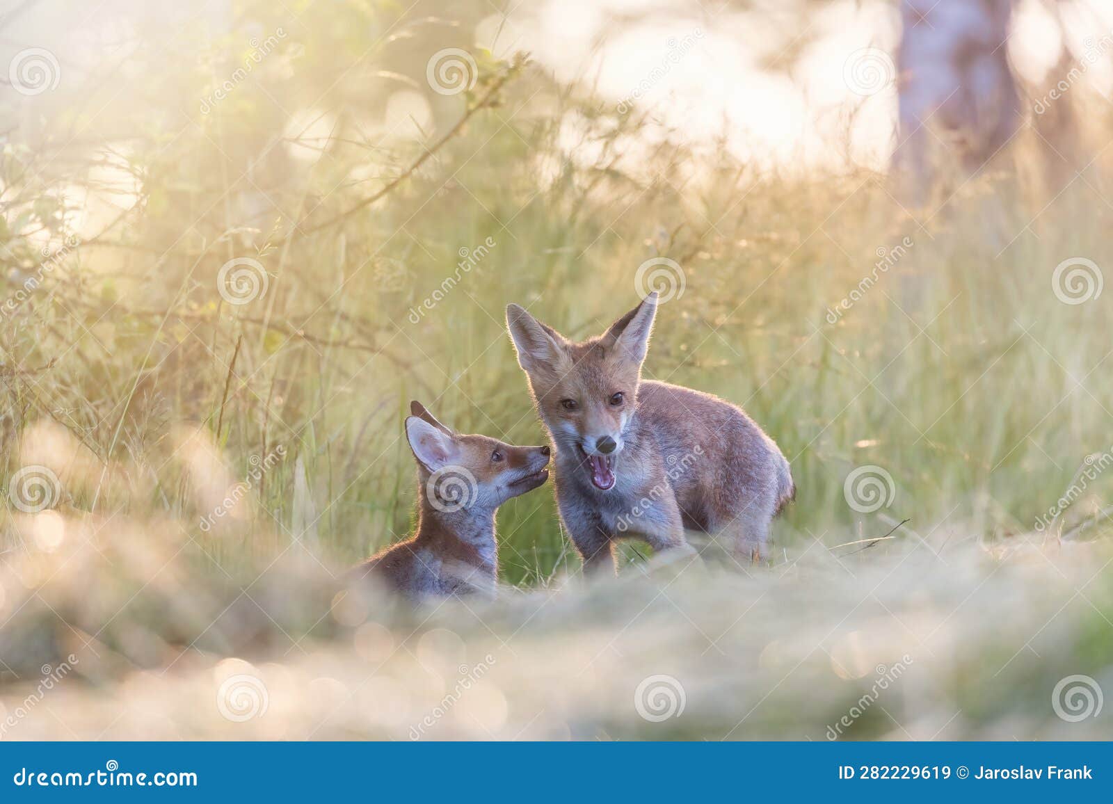 Pair of Cute Fox Cubs in the Sunlight Stock Image - Image of predator ...