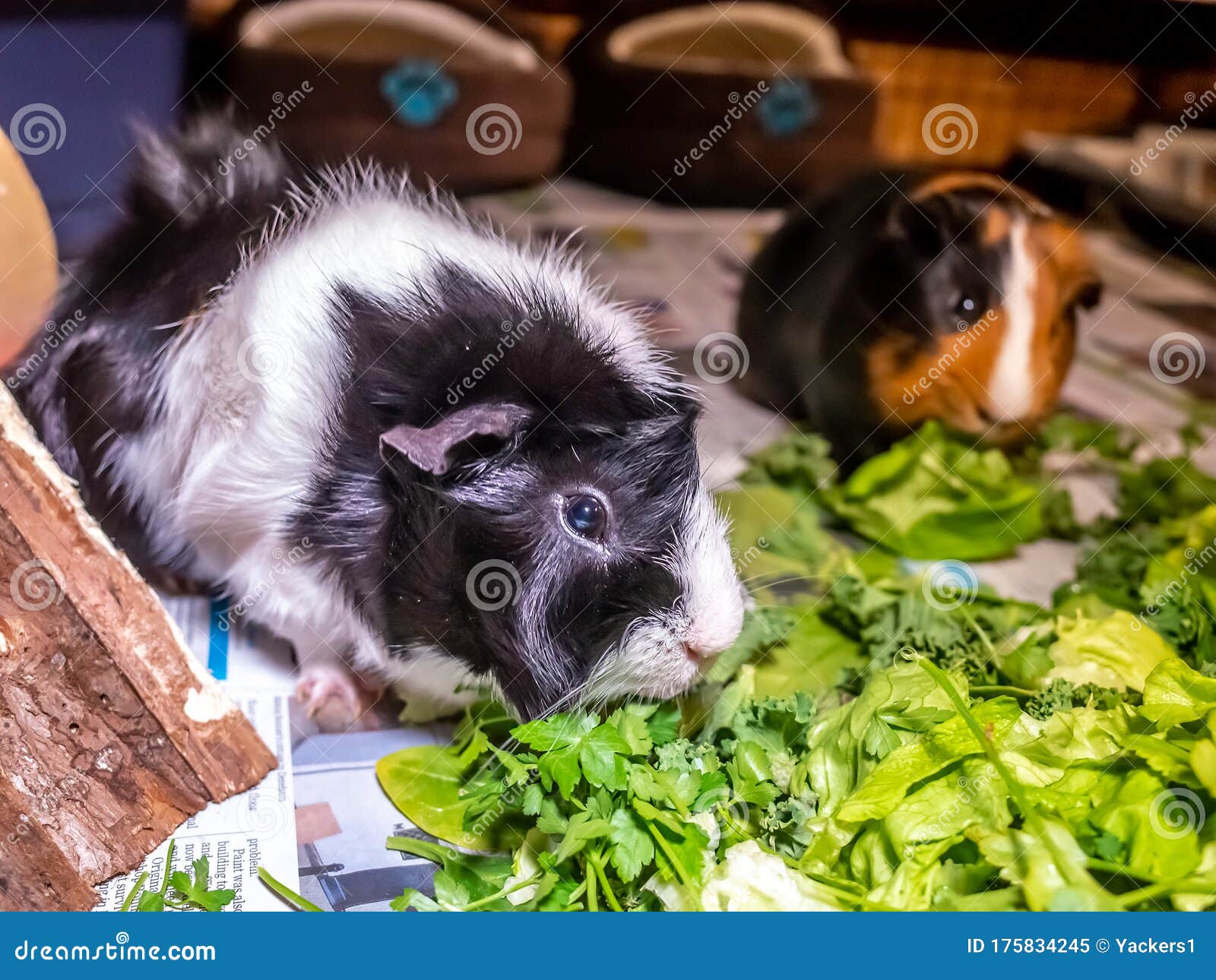 Two Pet Guinea Pigs Feeding Stock Image - Image of cute, domestic ...