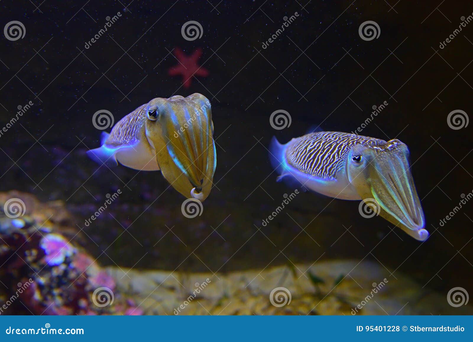 A Pair of Cute Mourning Cuttlefish with Red Starfish in the Background ...