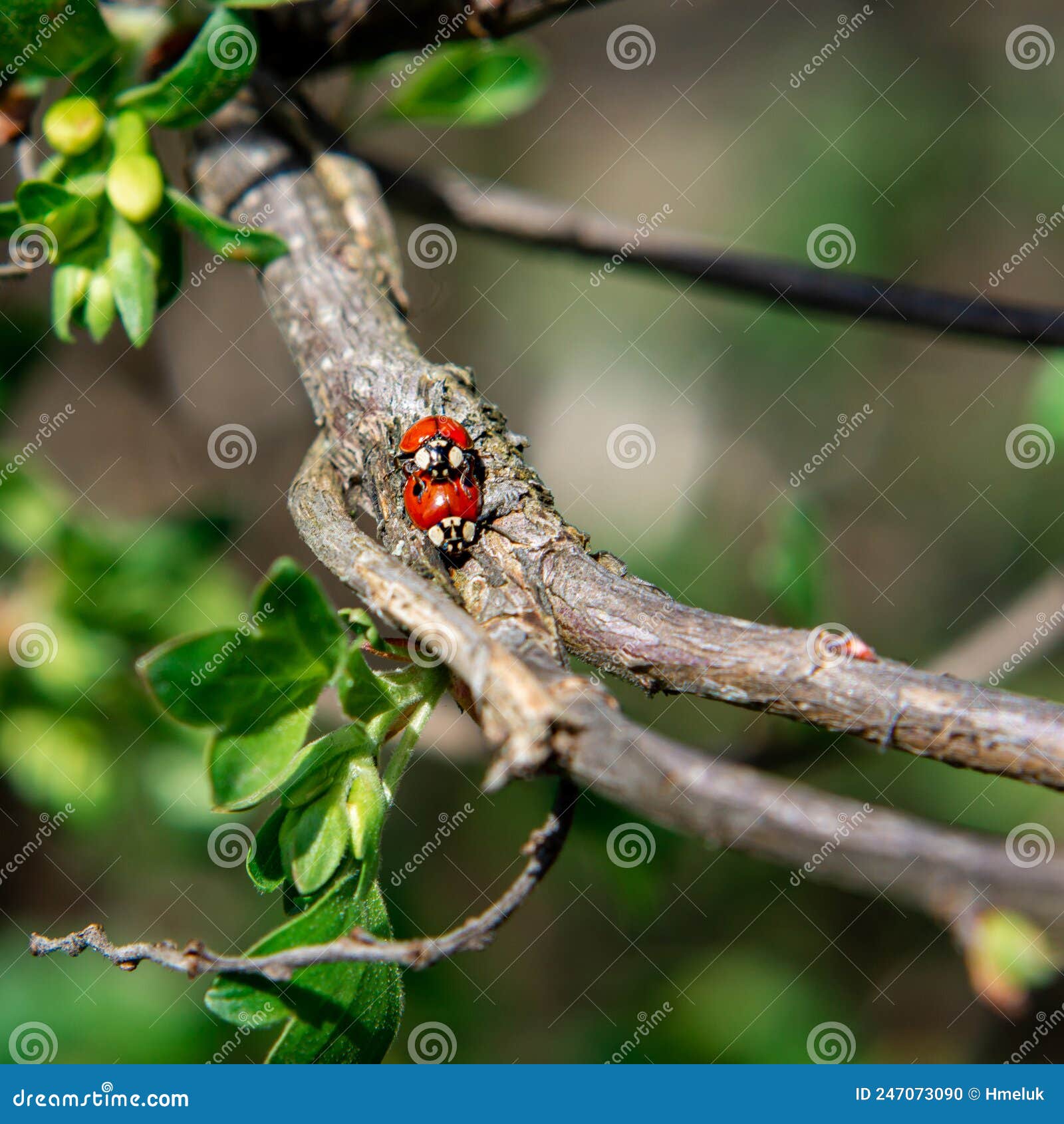 Ladybugs on a tree branch stock photo. Image of beauty - 247073090