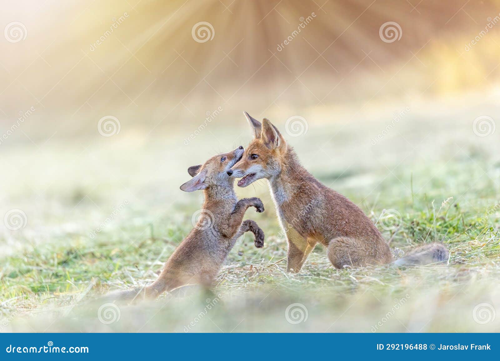 Pair of Cute Two Red Foxes is Playing in Field Stock Photo - Image of ...