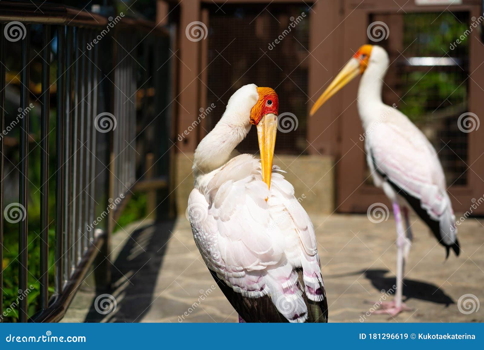 A Pair of Dairy Storks Walks Along a Path in a Park Stock Image - Image ...