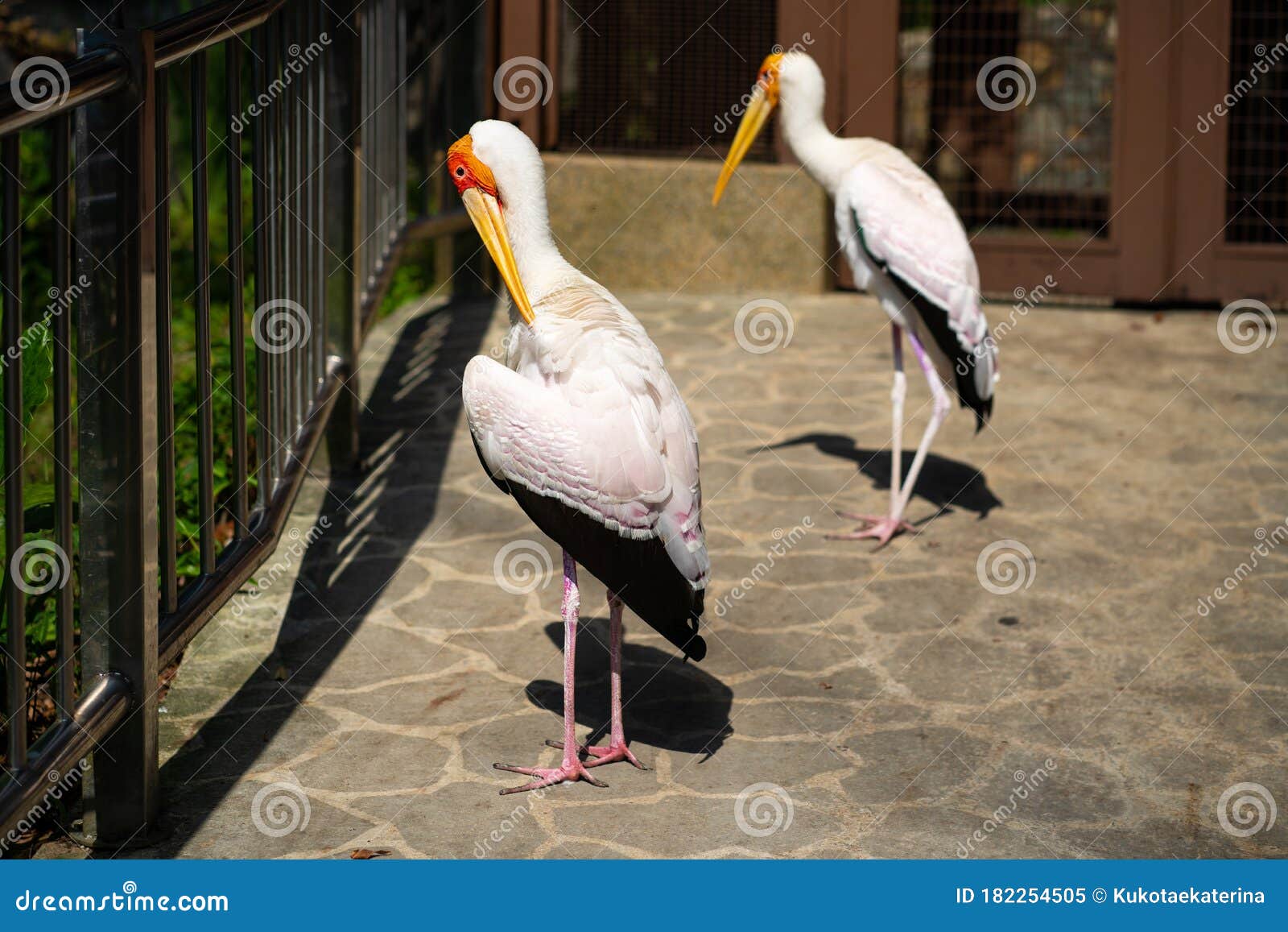 Dairy Storks Stock Photos - Free & Royalty-Free Stock Photos from Dreamstime