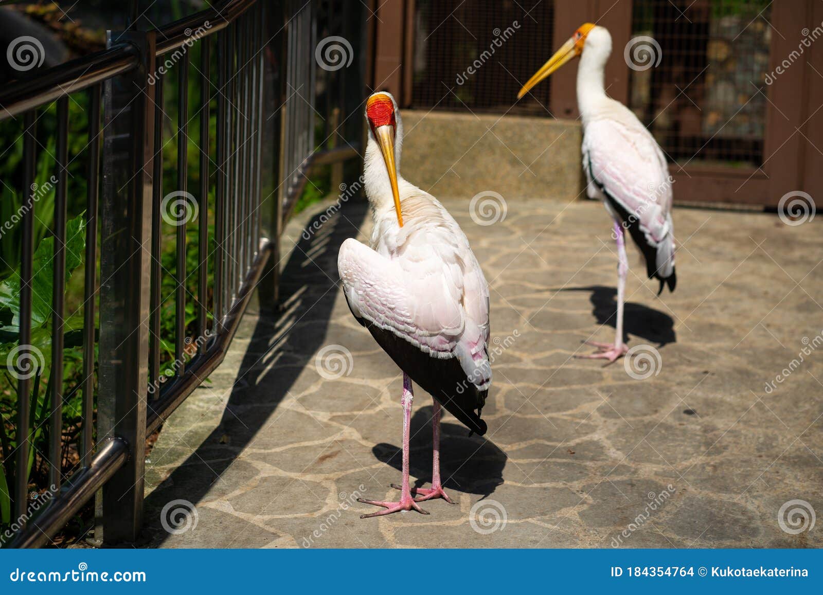 A Pair of Dairy Storks Walks Along a Path in a Park Stock Photo - Image ...