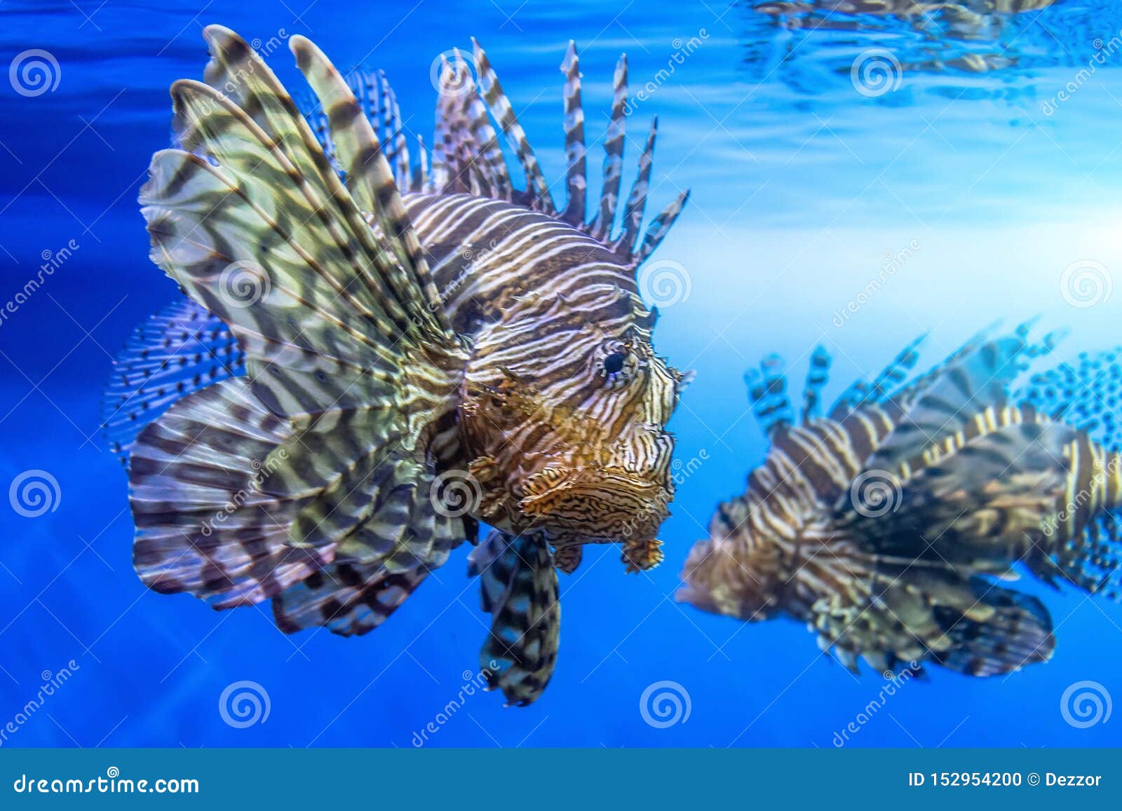 Pair Of Zebra Finches Royalty-Free Stock Photo | CartoonDealer.com ...
