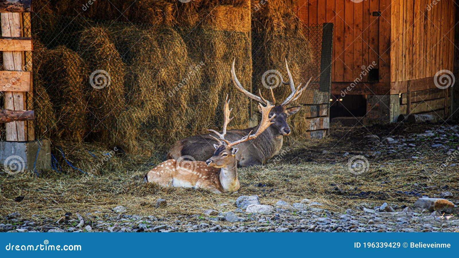 Pair of Deer in a Barn on a Farm. Stock Image - Image of beautiful ...