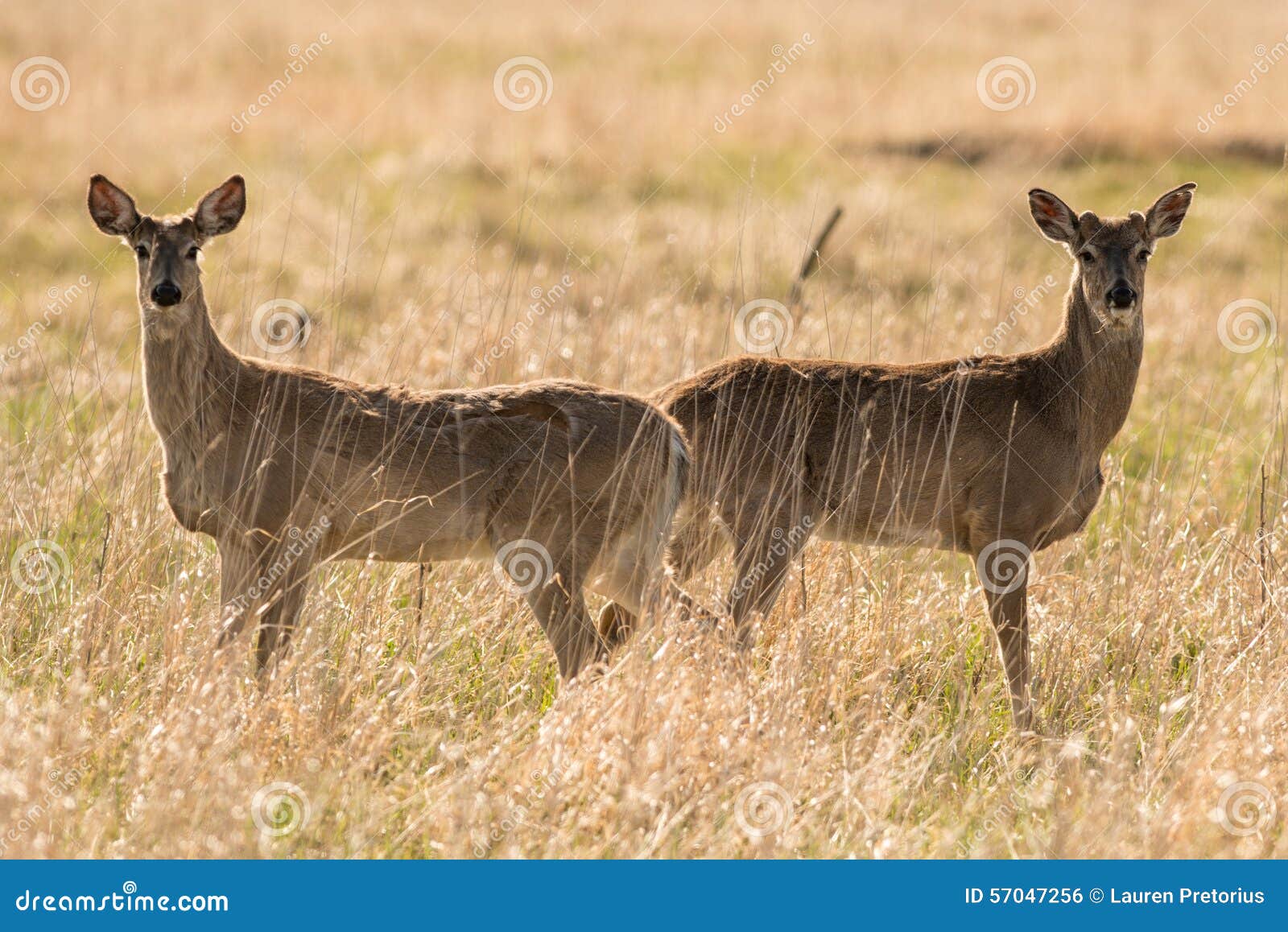 Pair of Deer stock photo. Image of wildlife, whitetail - 57047256