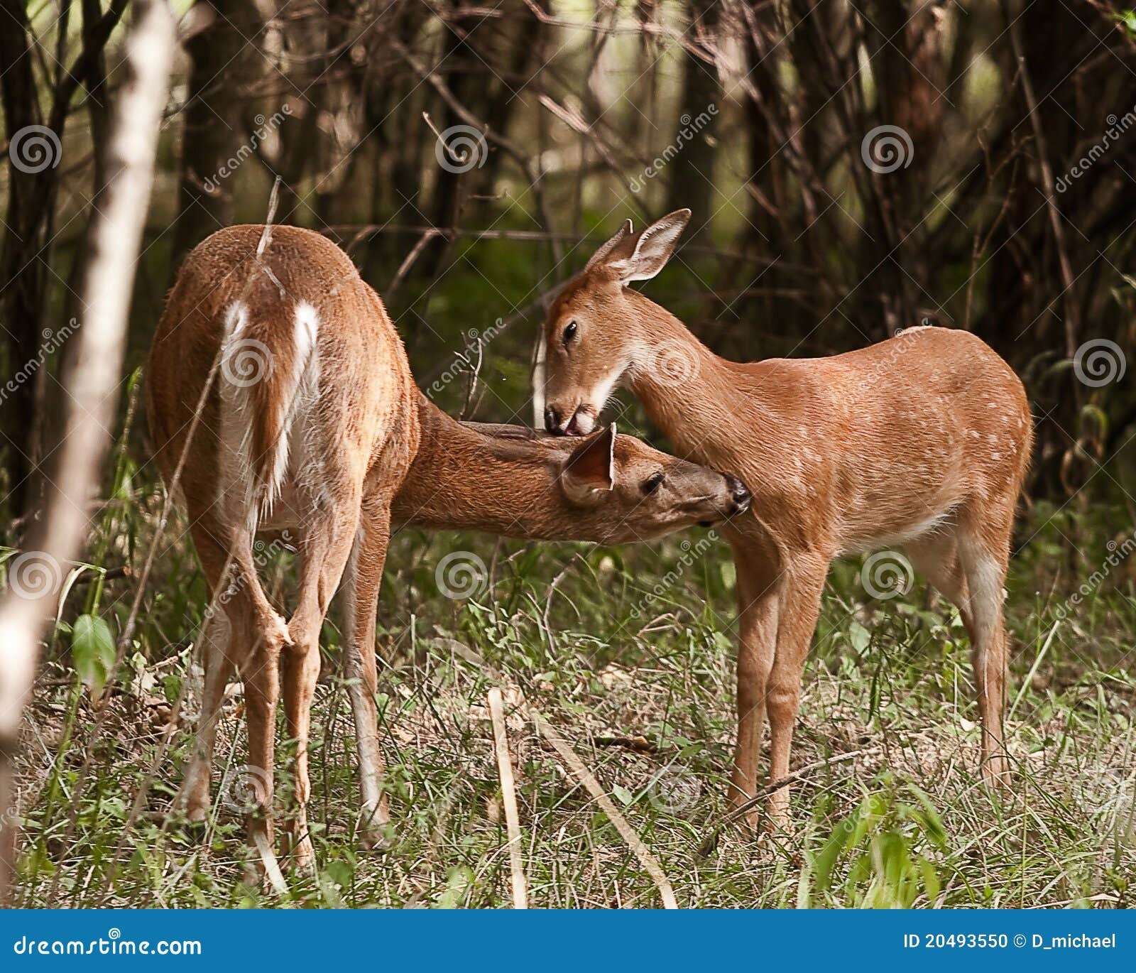 Pair of deer in field stock photo. Image of natural, animals - 20493550