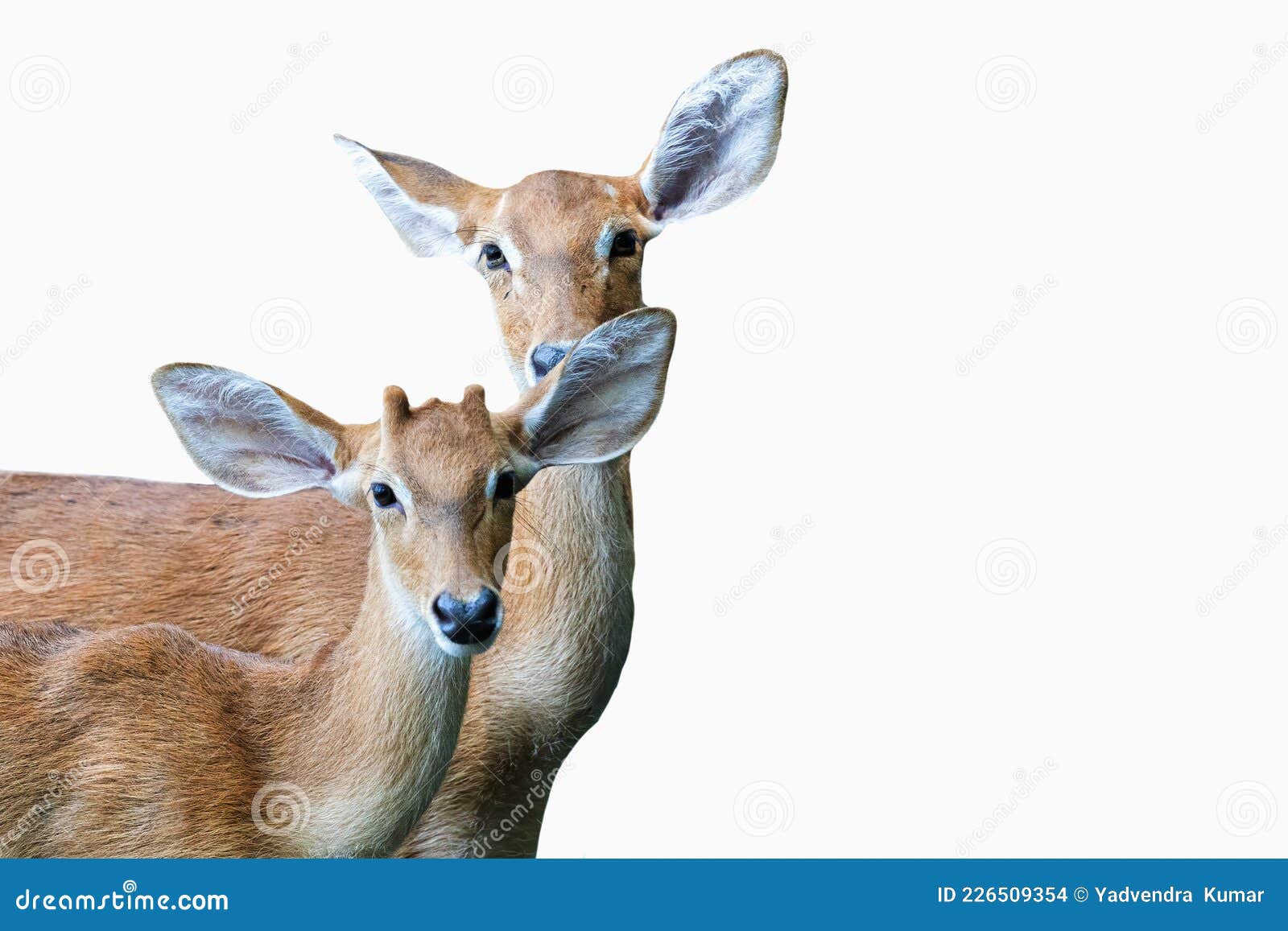 A Pair Of Red Deer Hinds ,one Leans Against The Other`s Back In The ...