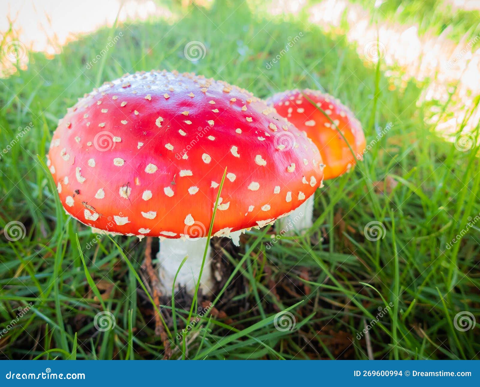 Fly Agaric Toadstool Pair in a Grassy Meadow Stock Photo - Image of ...