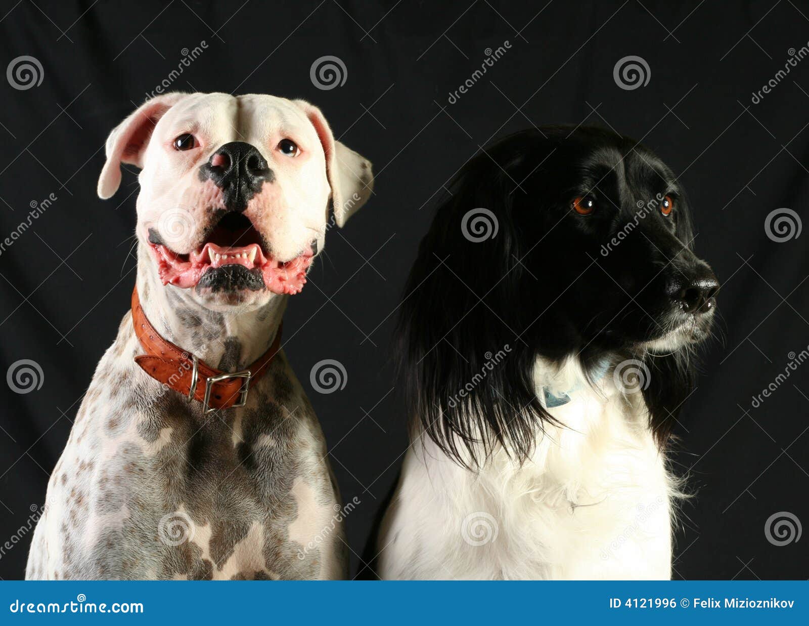 Two Dogs, Pair, Male And Female, Berner Sennenhund Breed Stock Image ...