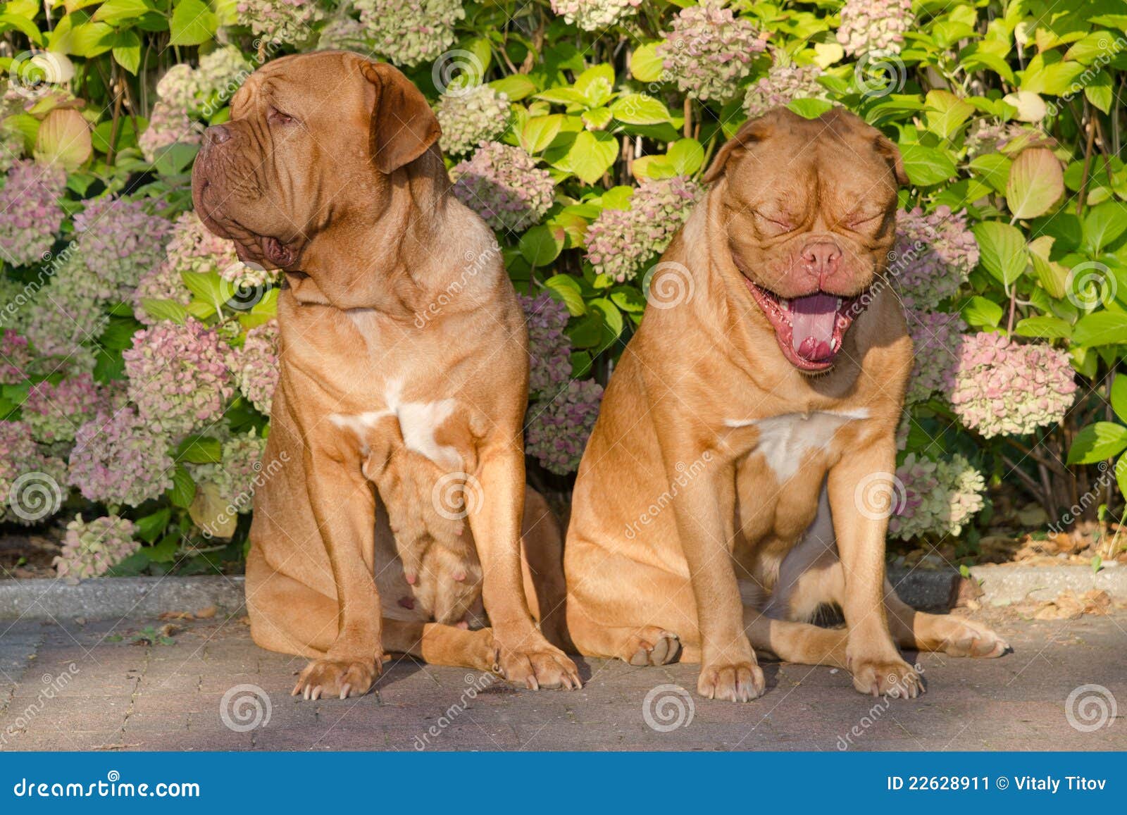 Pair of Dogs Against Floral Background Stock Image - Image of european ...
