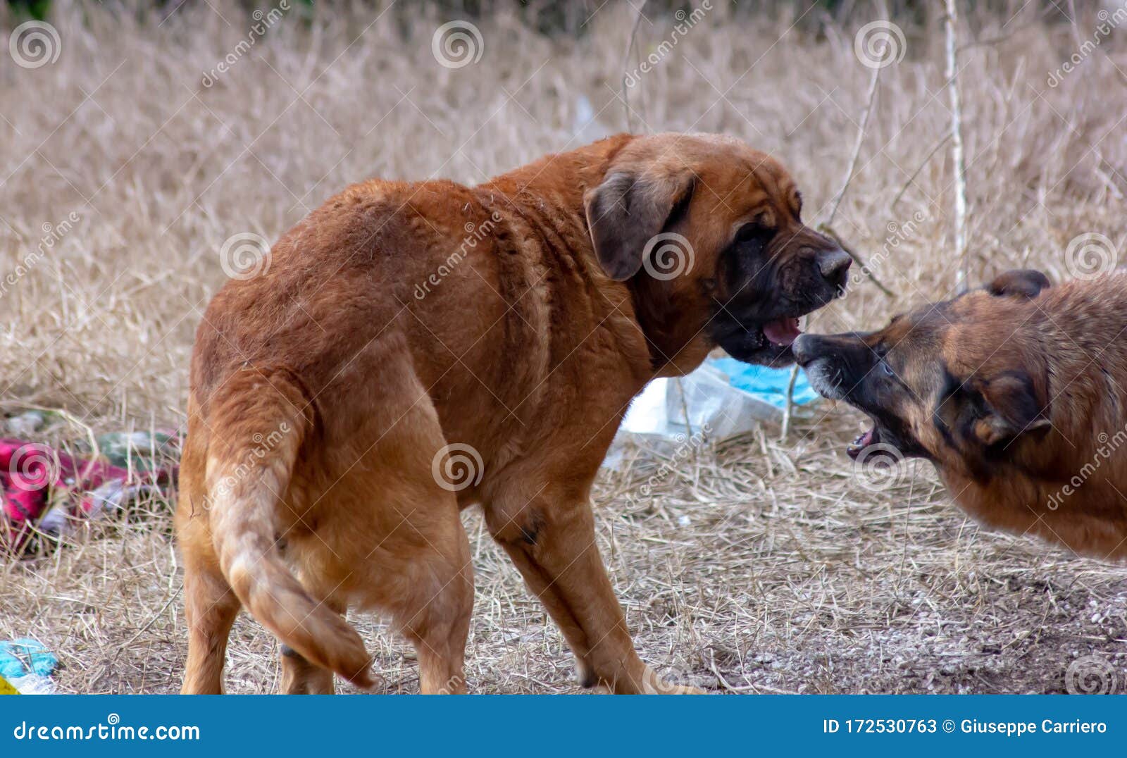 Pair of Dogs Playing To Fight Stock Image - Image of pair, dogs: 172530763