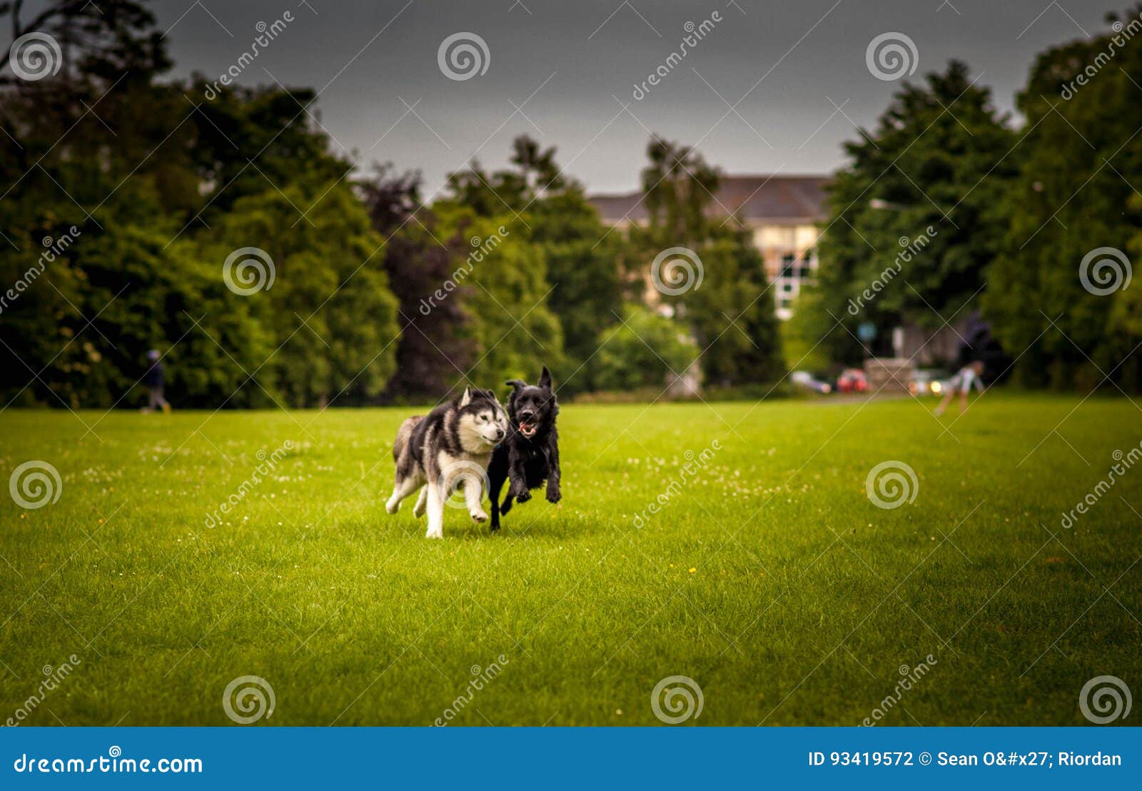 Two Dogs, Pair, Male And Female, Berner Sennenhund Breed Stock Image ...
