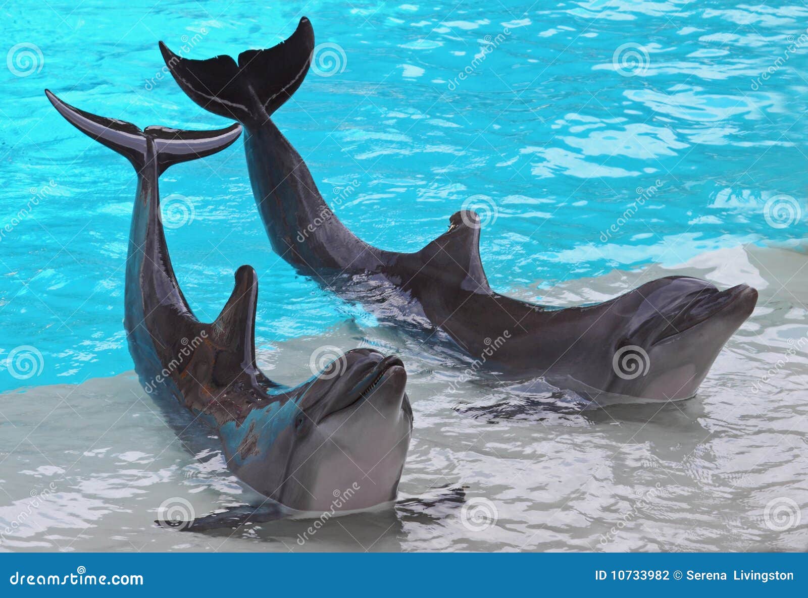 A Pair of Dolphins stock photo. Image of outdoors, dolphins - 10733982