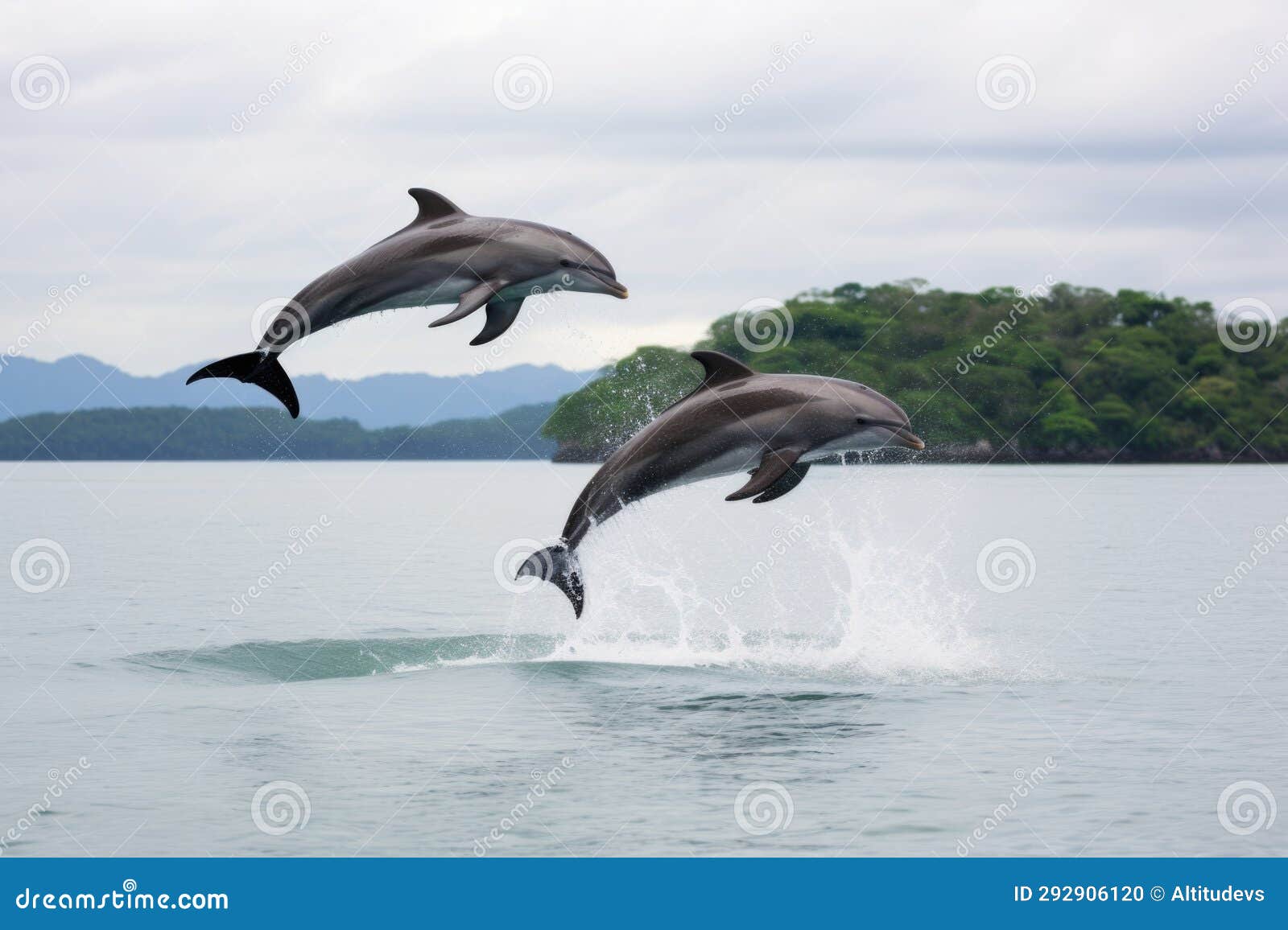 A Pair of Dolphins Teaching Their Young To Leap Stock Photo - Image of ...