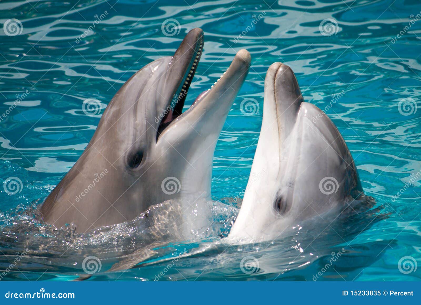 Pair of dolphins in water stock image. Image of color - 15233835