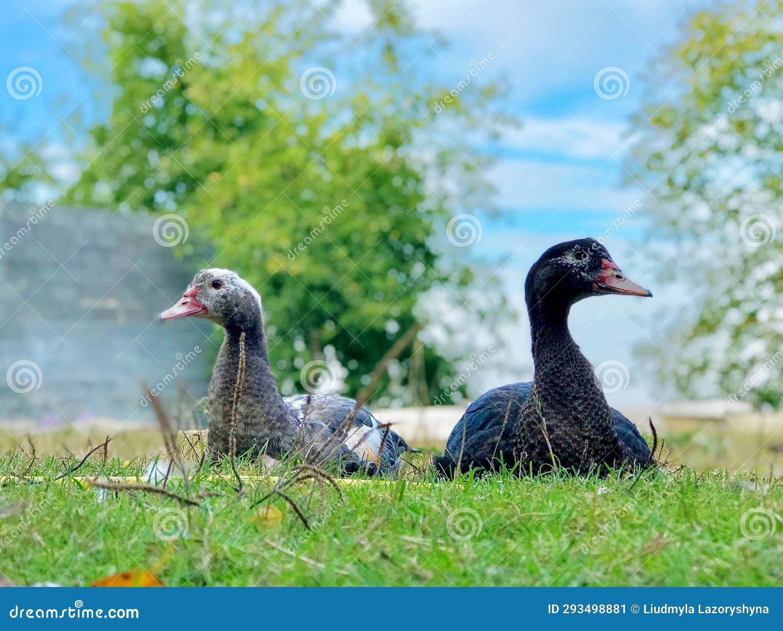 A Pair of Domestic Ducks Sit in the Yard and Look in Different ...