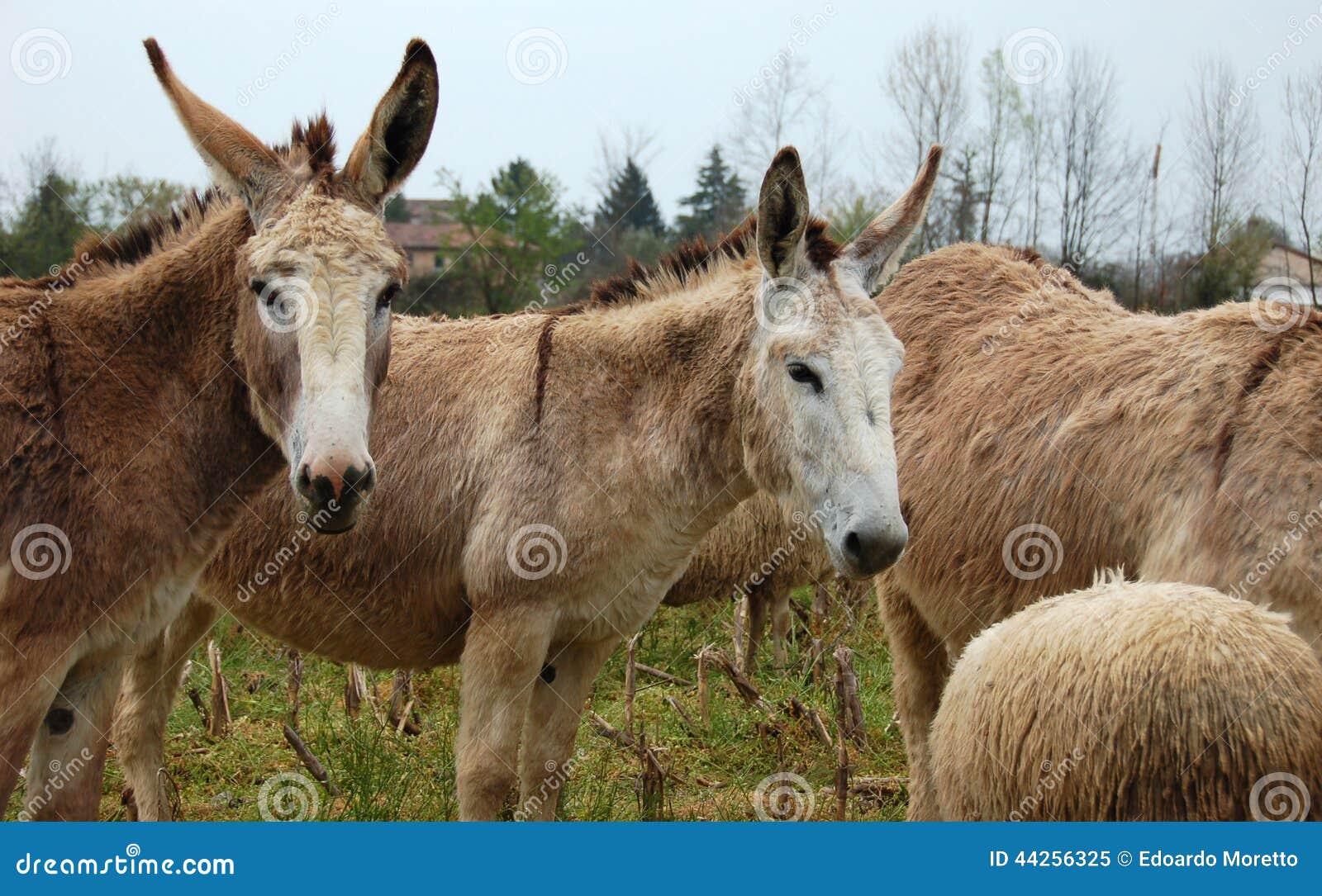 Pair of donkeys stock image. Image of outdoor, donkey - 44256325