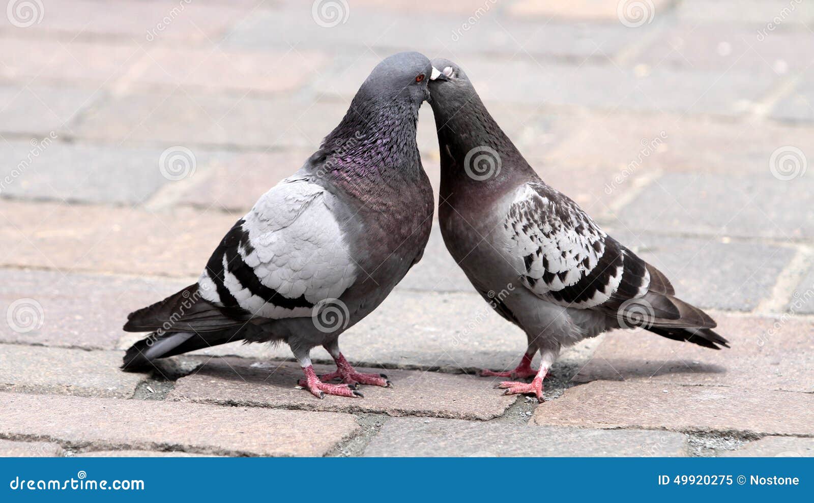 Pair of dove stock image. Image of birds, environment - 49920275