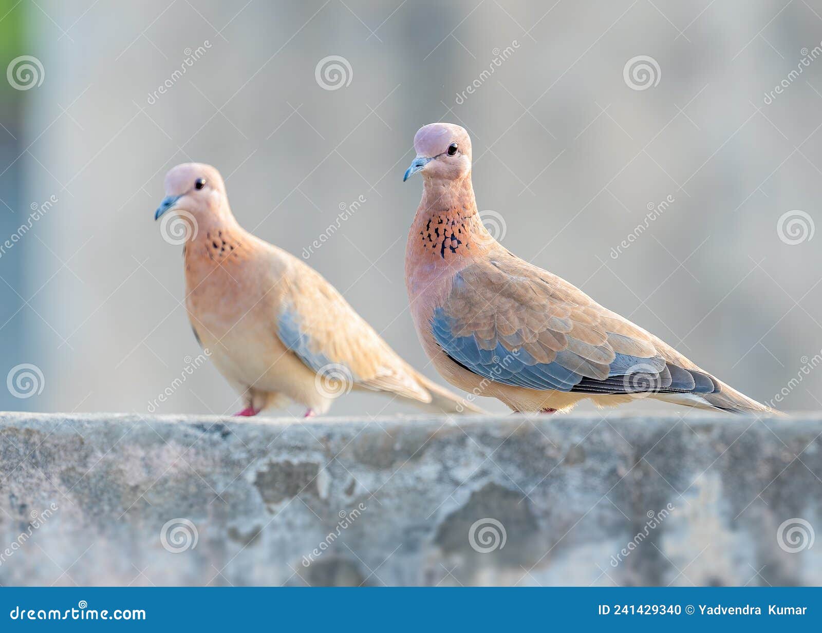 A Pair of Dove Sitting on a Wall Stock Photo - Image of forest, avian ...