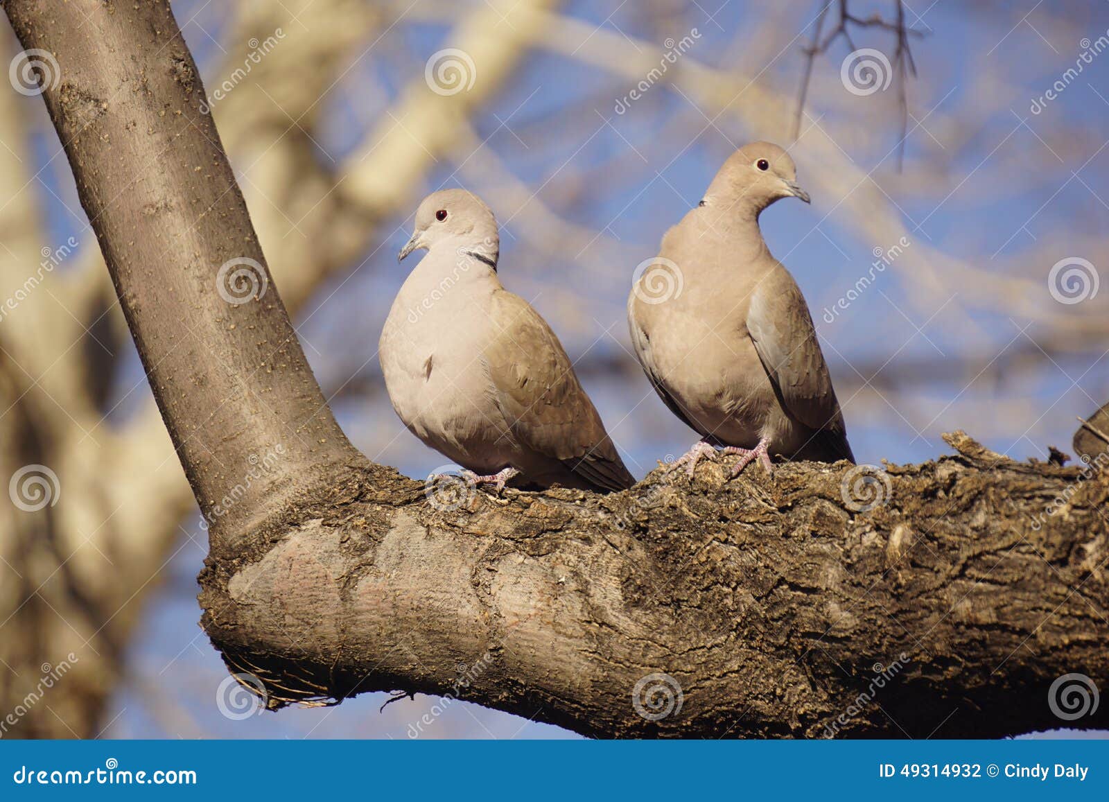 A Pair of Doves Sitting on a Tree Branch. Stock Photo - Image of ...