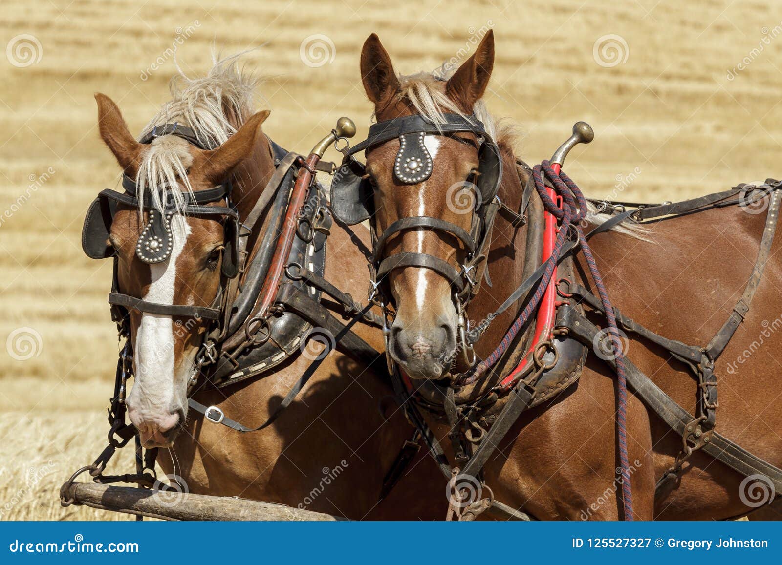 Pair of Draft Horses Ready for Work. Stock Image - Image of farming ...