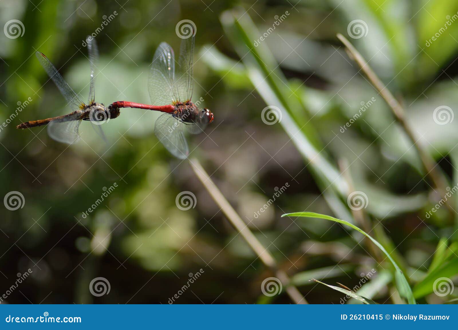 A Pair of Dragonflies in Flight Stock Image - Image of portrait, flower ...