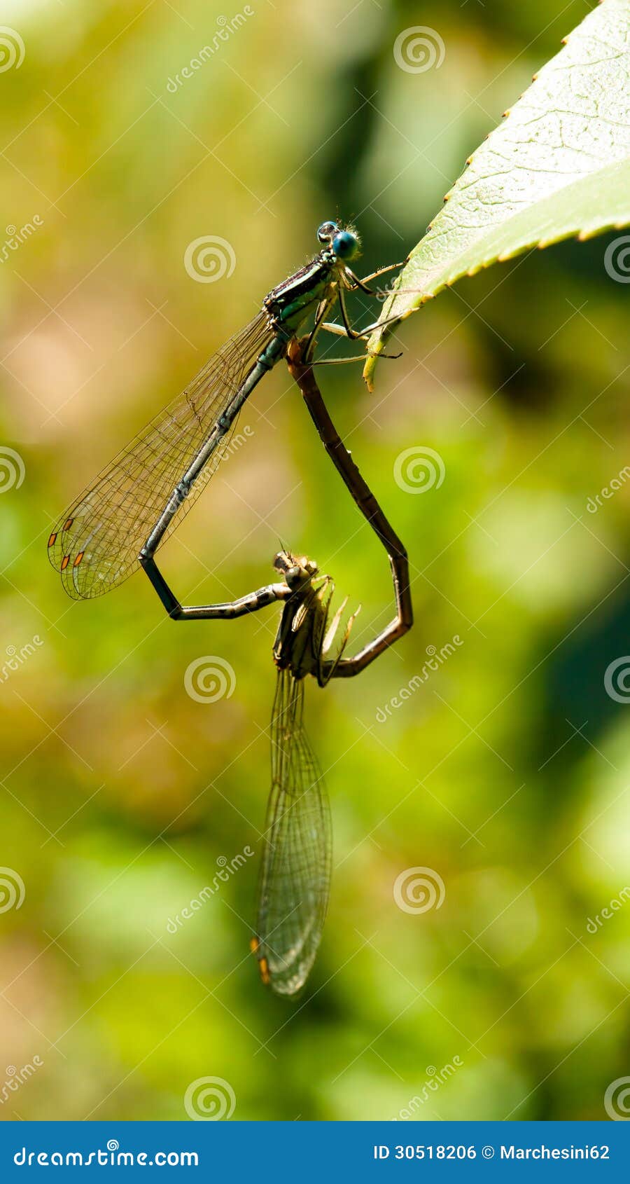 Pair of dragonflies stock photo. Image of damselfly, resting - 30518206