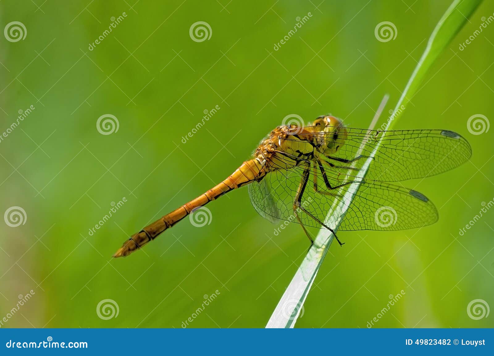 Pair of dragonflies stock photo. Image of odonata, closeup - 49823482